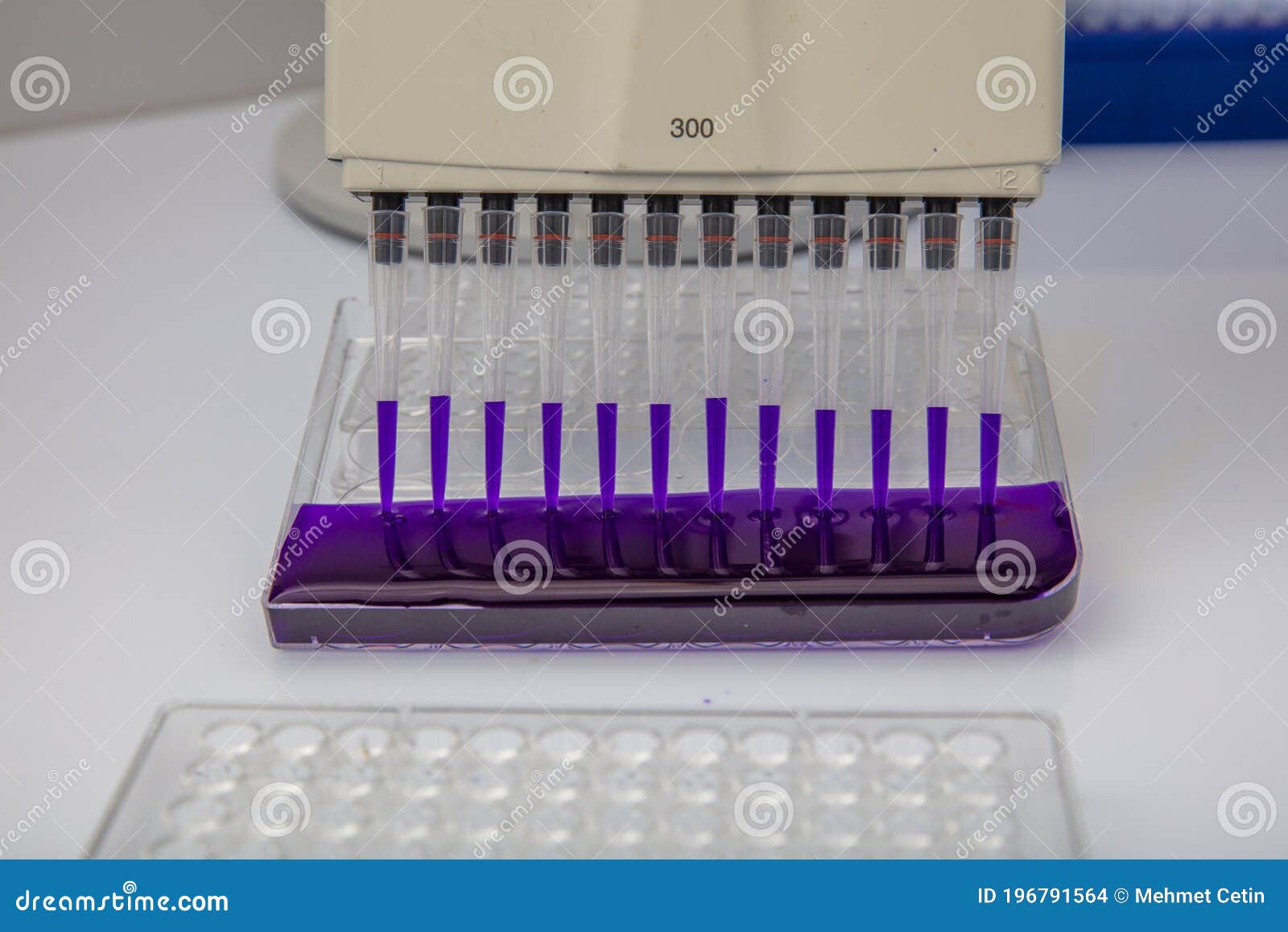 Multi Channel Pipette Loading Biological Samples in Microplate for Test ...