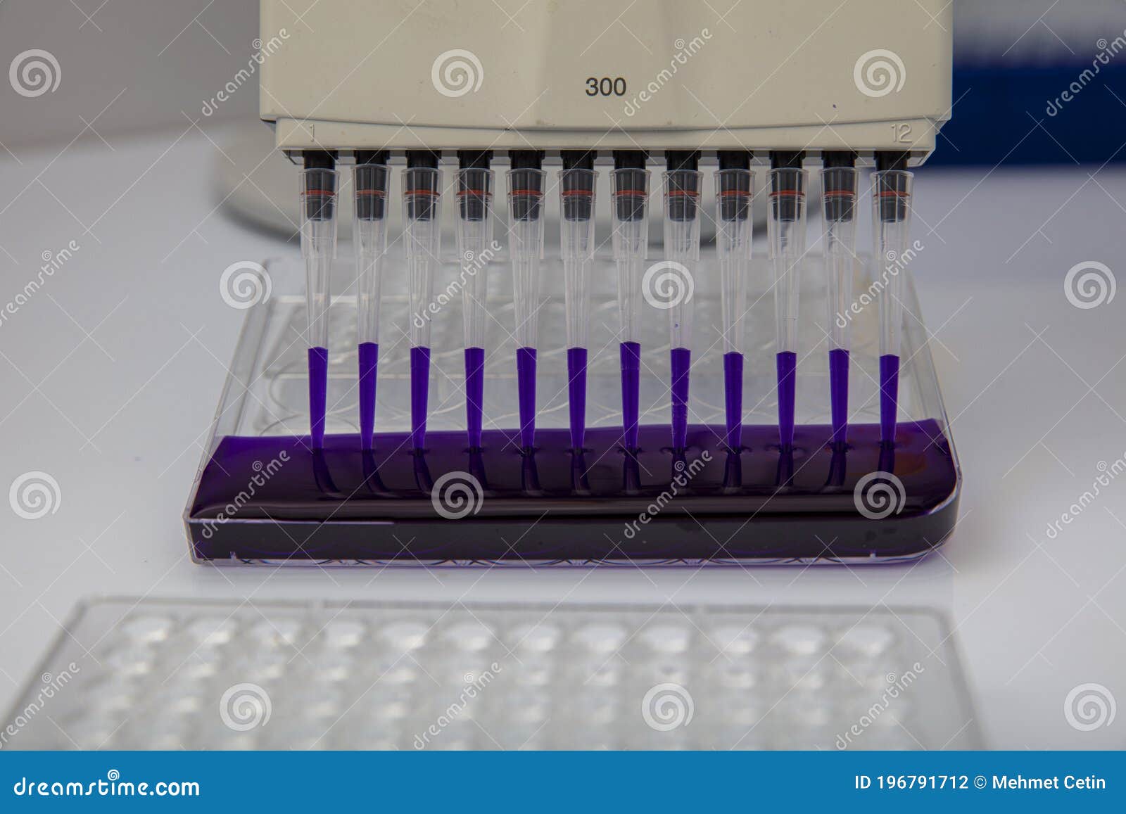 Multi Channel Pipette Loading Biological Samples in Microplate for Test ...