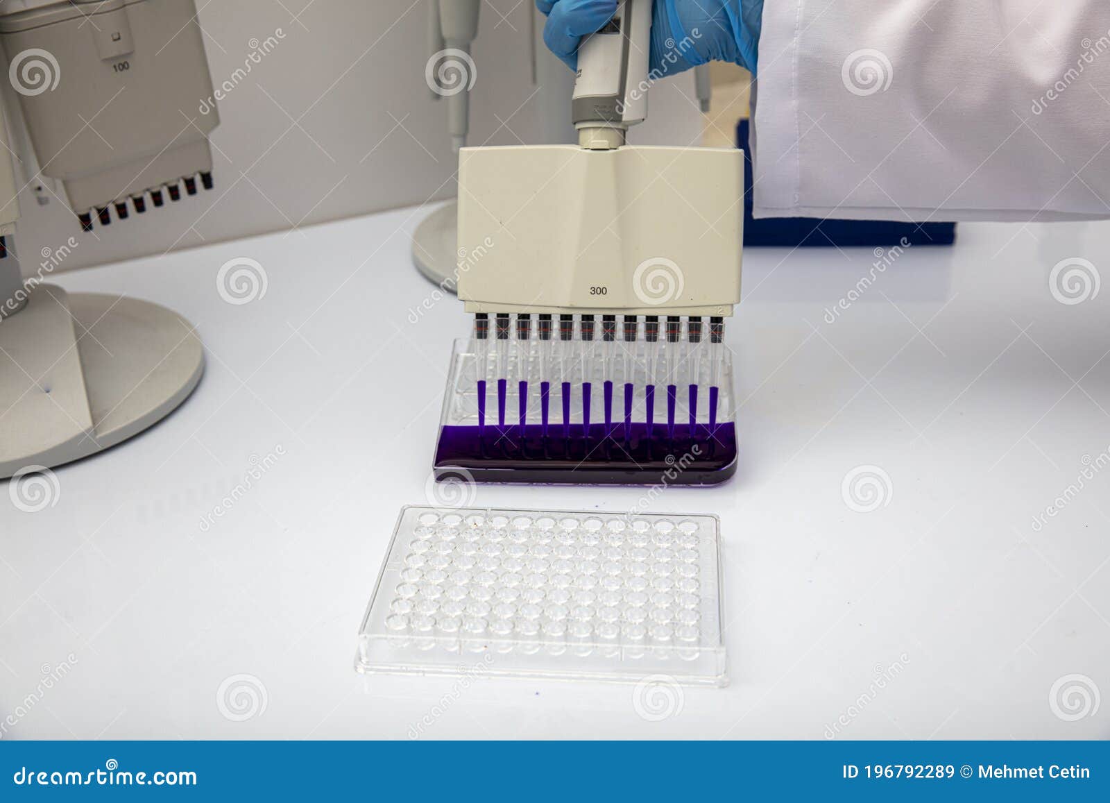 Multi Channel Pipette Loading Biological Samples in Microplate for Test ...