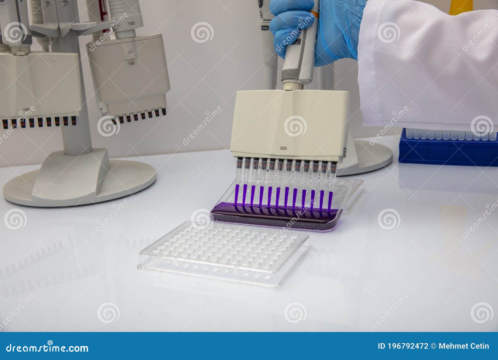 Multi Channel Pipette Loading Biological Samples in Microplate for Test ...
