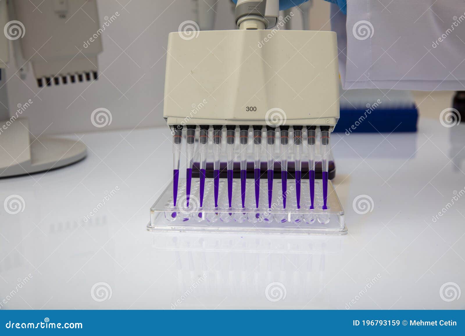 Multi Channel Pipette Loading Biological Samples in Microplate for Test ...