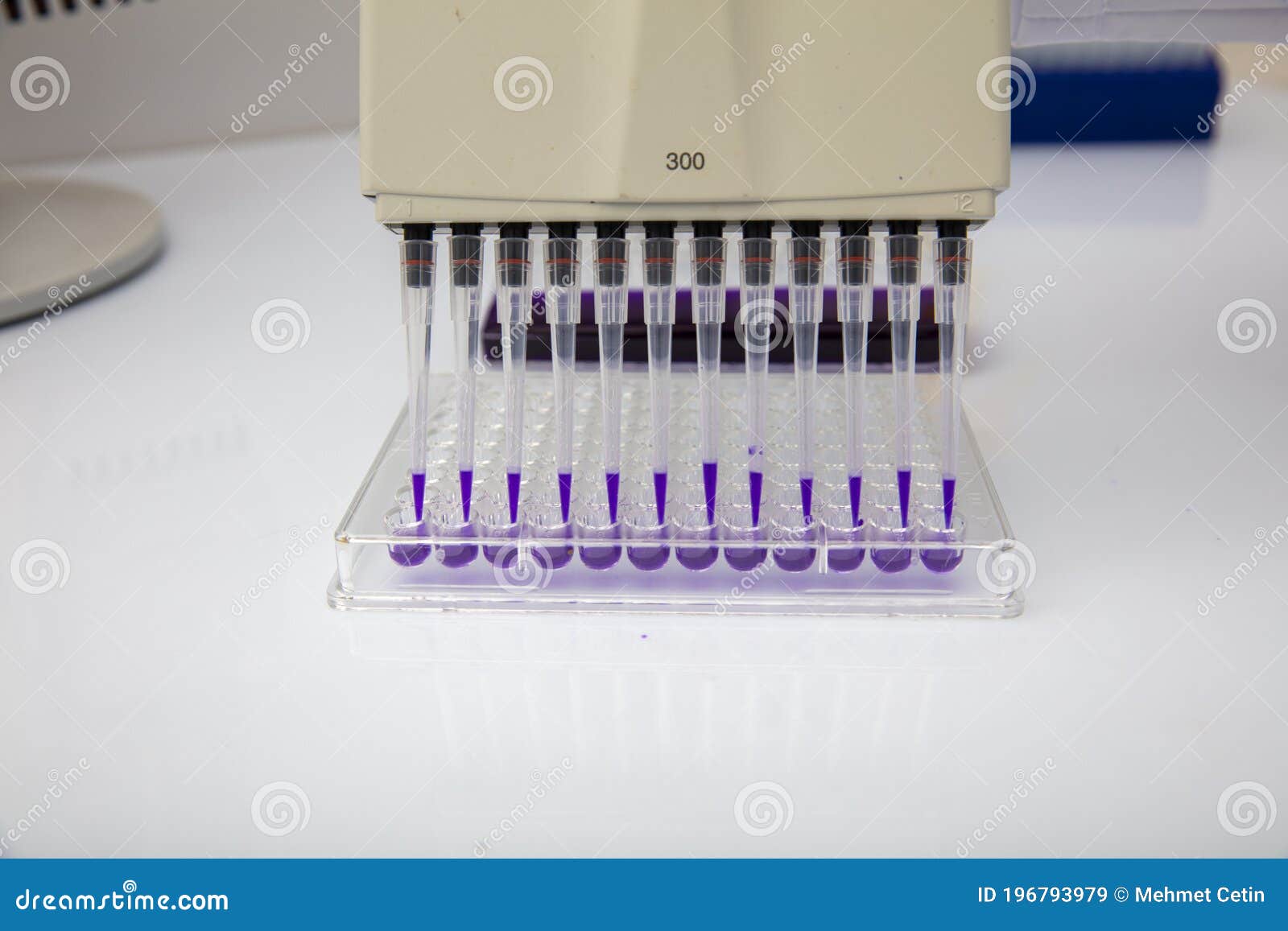 Multi Channel Pipette Loading Biological Samples in Microplate for Test ...