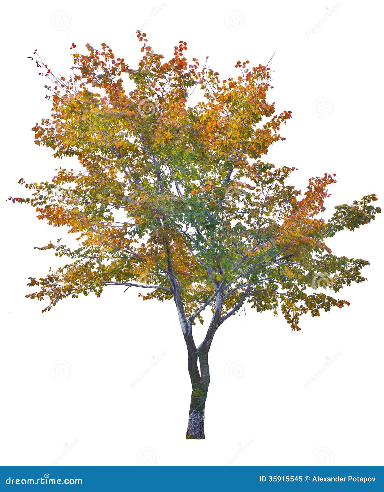 34,748 Multi Color Tree Stock Photos - Free & Royalty-Free Stock Photos ...