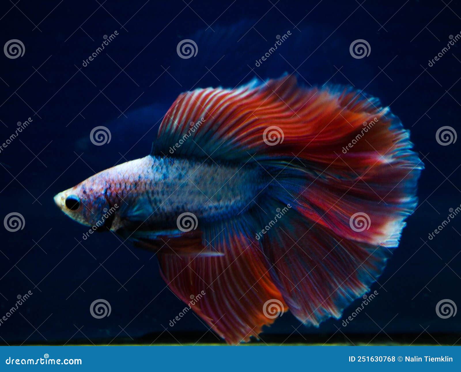 Multi color betta fish stock photo. Image of underwater - 251630768