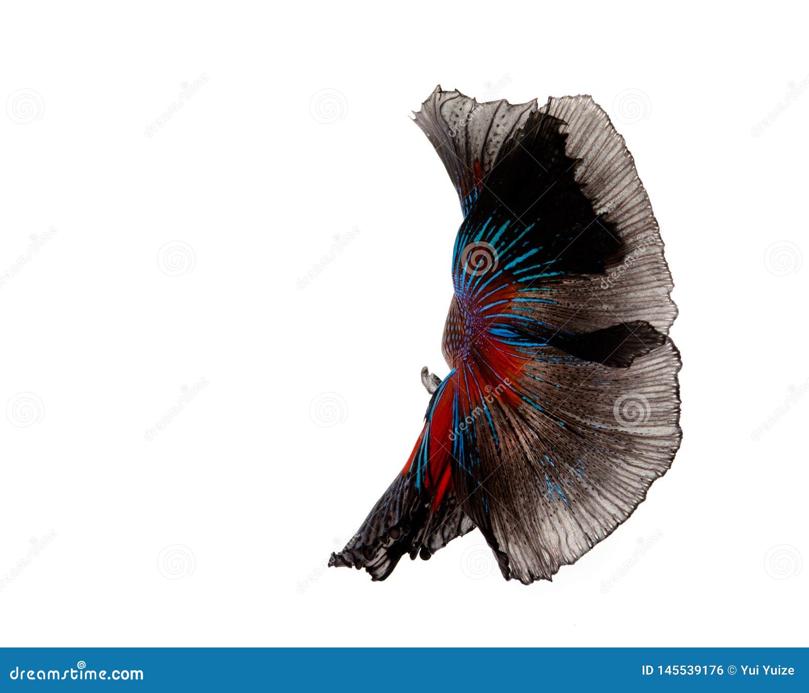 Multi-color betta fish stock photo. Image of moving - 145539176