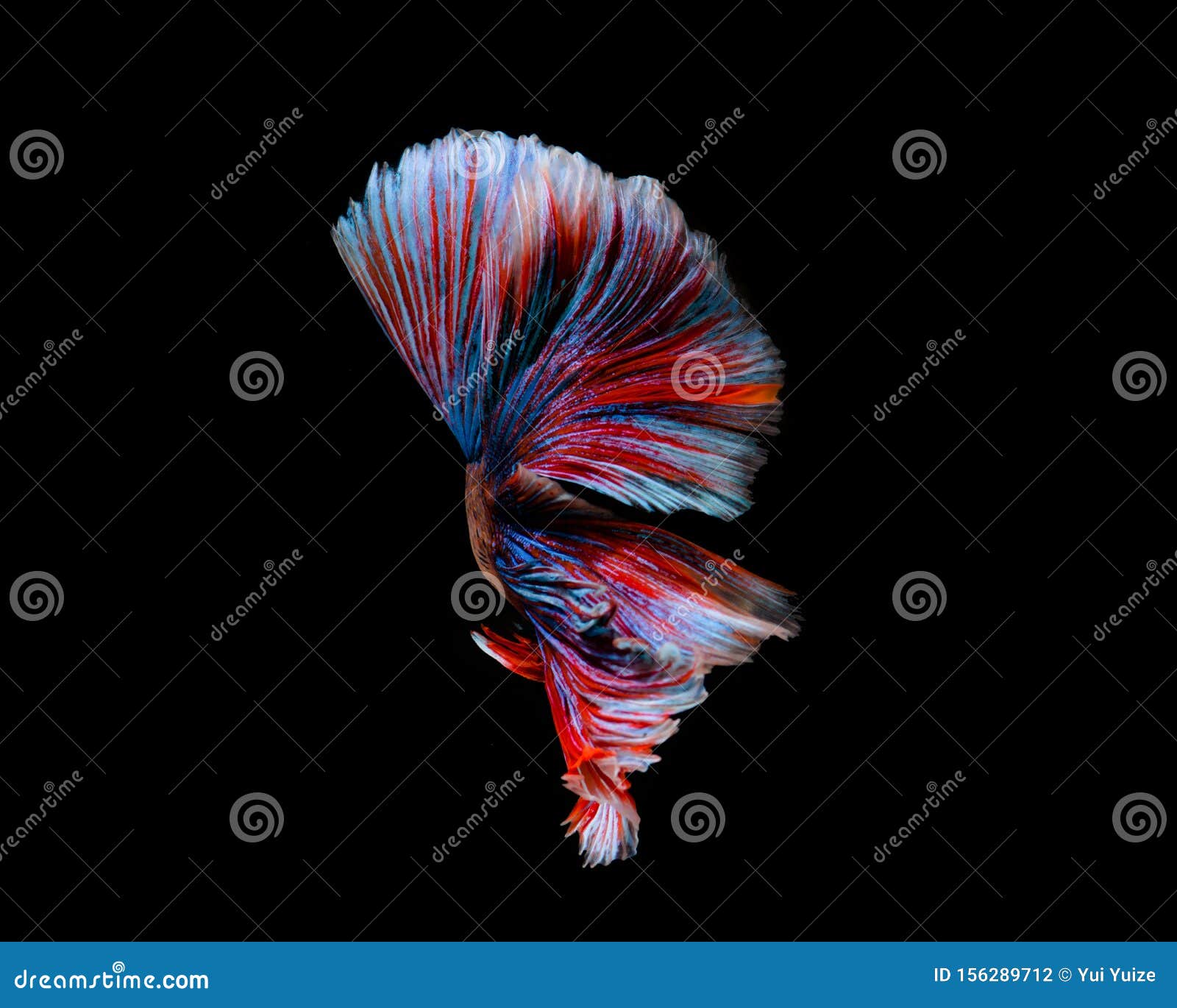 Multi-color Betta Fish, Siamese Fighting Fish Stock Photo - Image of ...