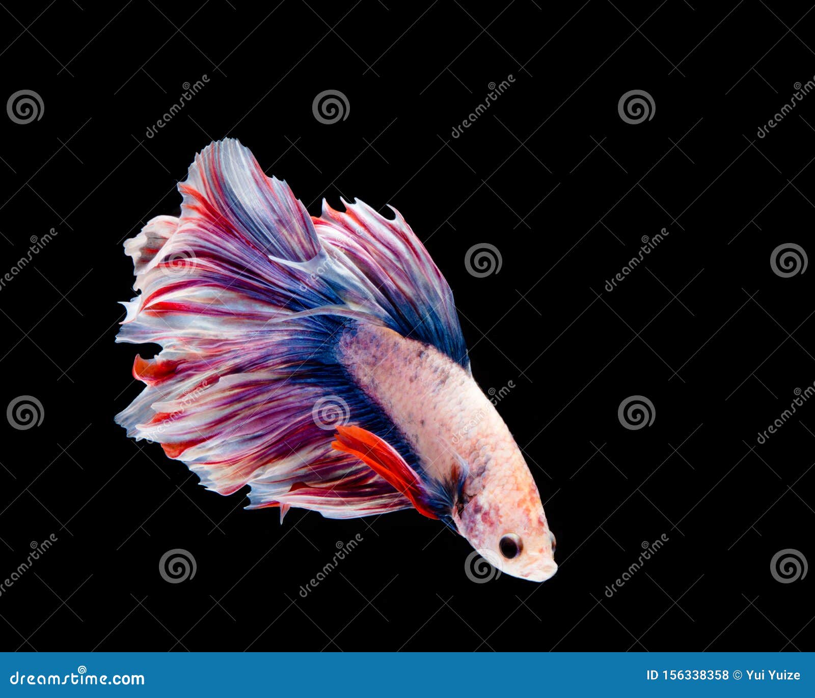 1,288 Multi Color Betta Fish Stock Photos - Free & Royalty-Free Stock ...