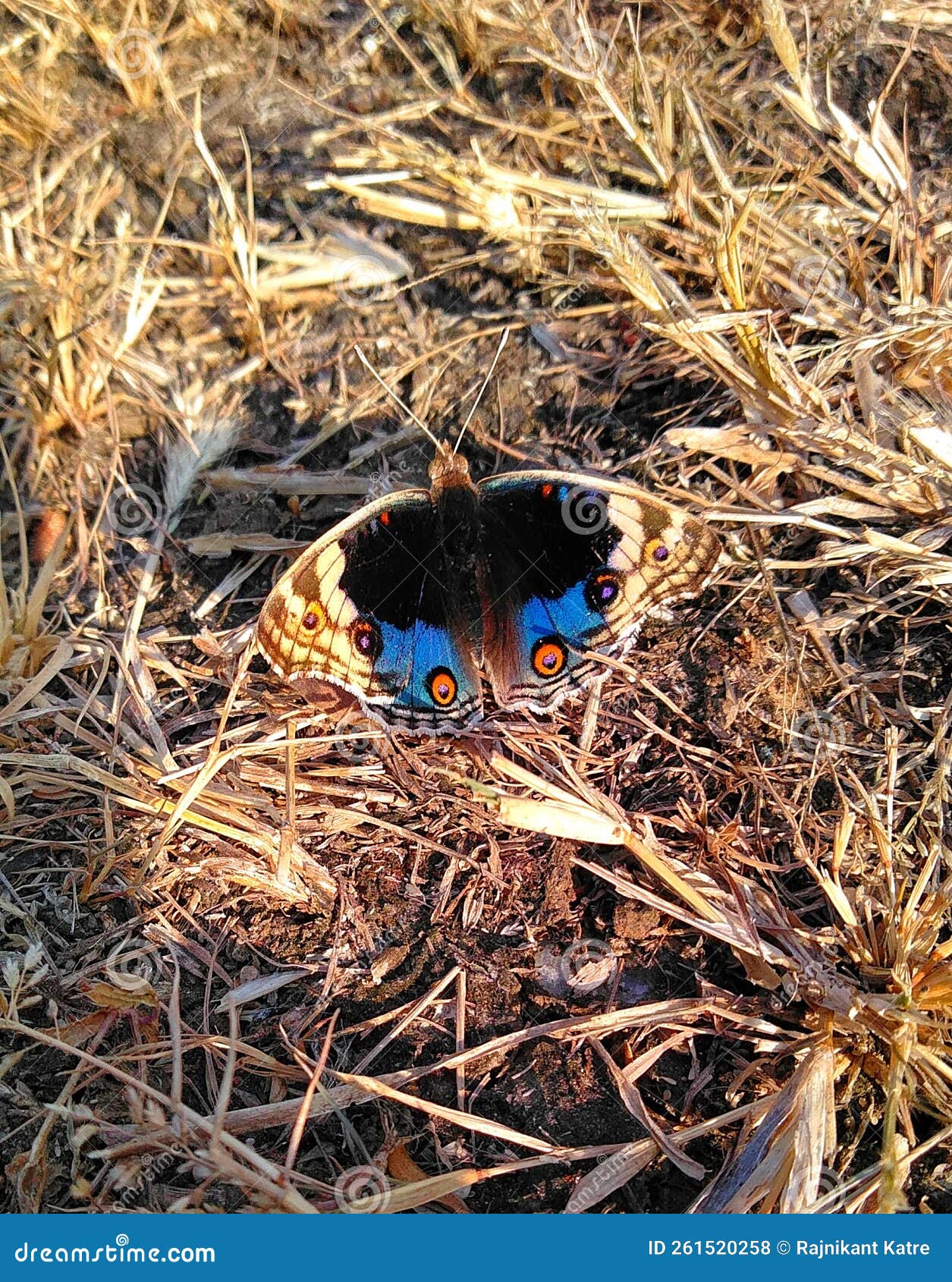 Multi color butterfly stock photo. Image of multicolor - 261520258