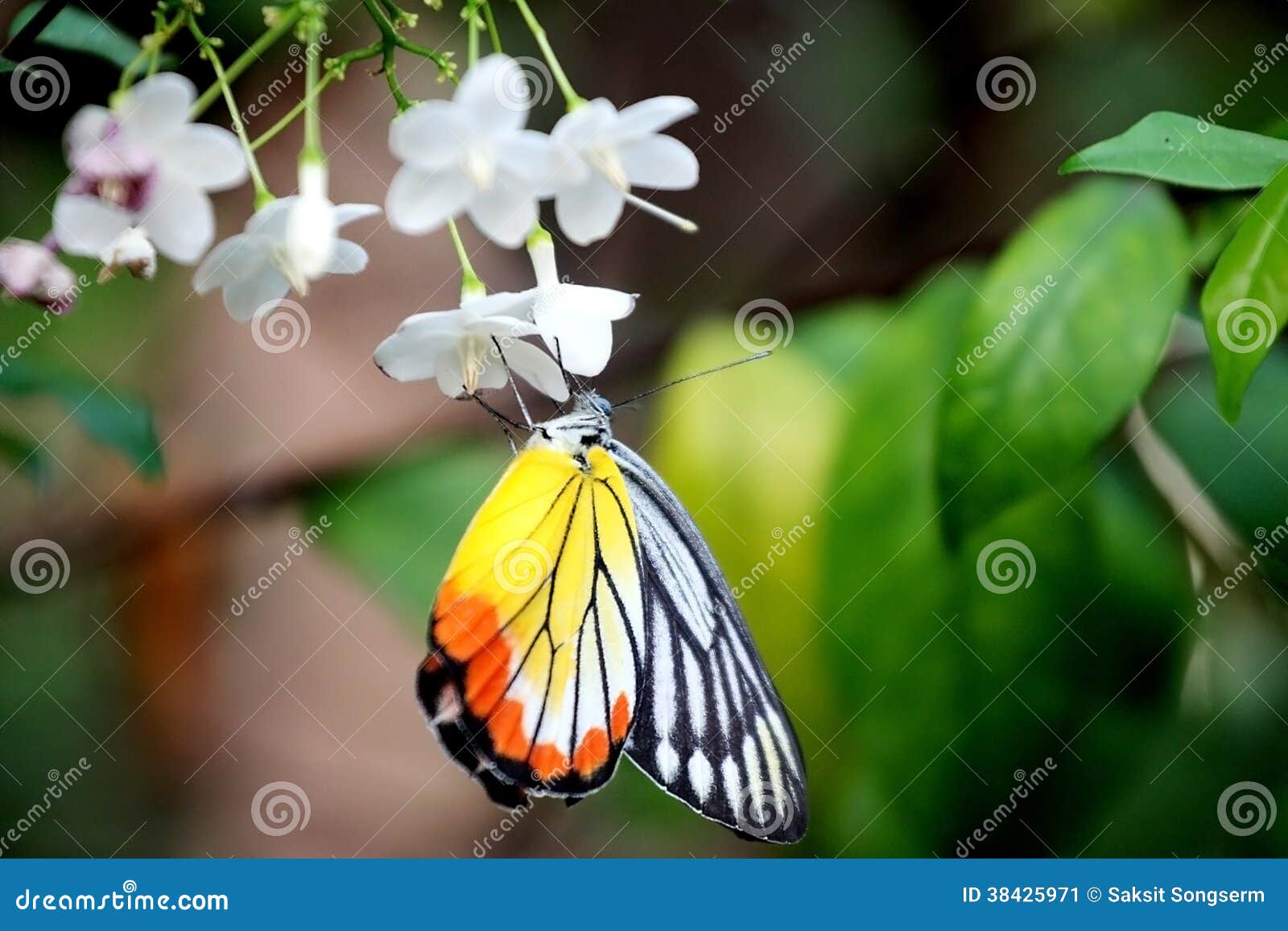 Multi color on Butterfly stock image. Image of flower - 38425971