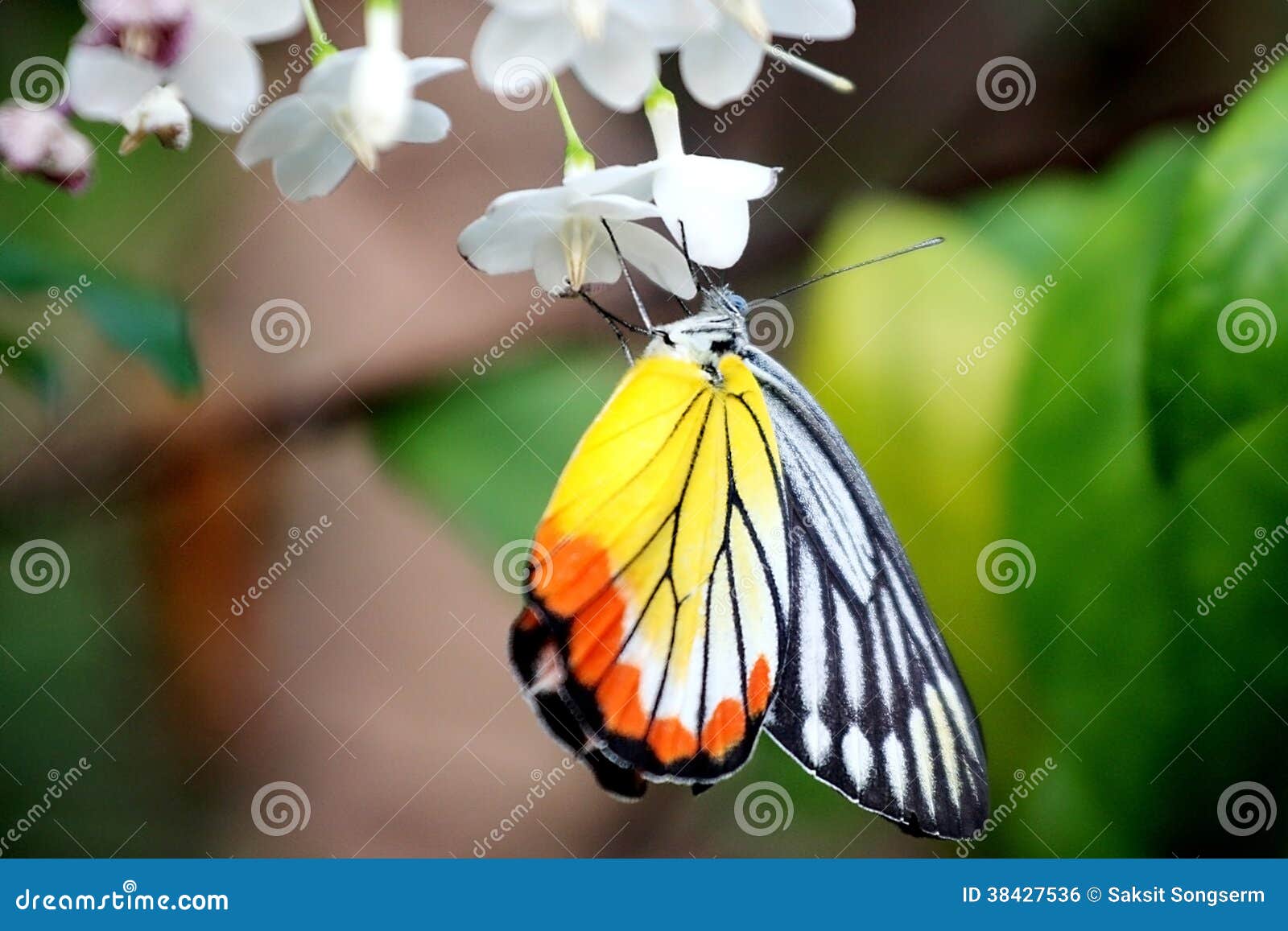Multi color on Butterfly stock photo. Image of life, butterfly - 38427536