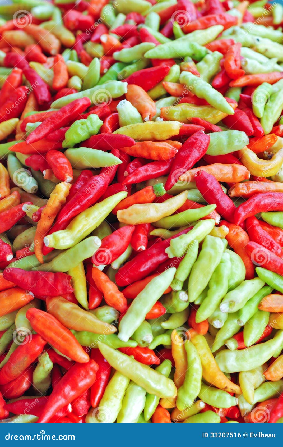 Multi color chilli stock photo. Image of fresh, cooking - 33207516
