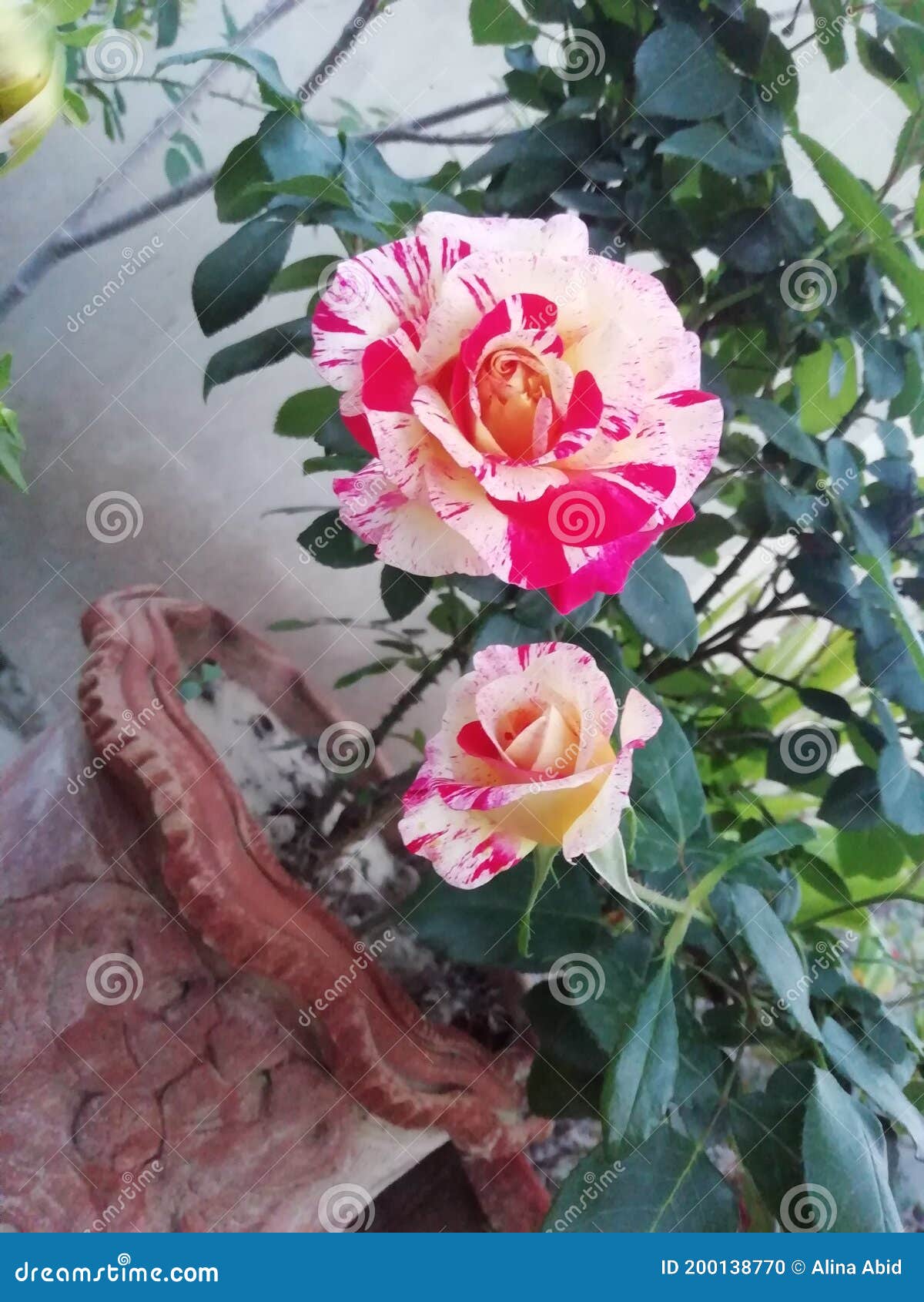 Multi Color Flower Pot stock photo. Image of blossom - 200138770