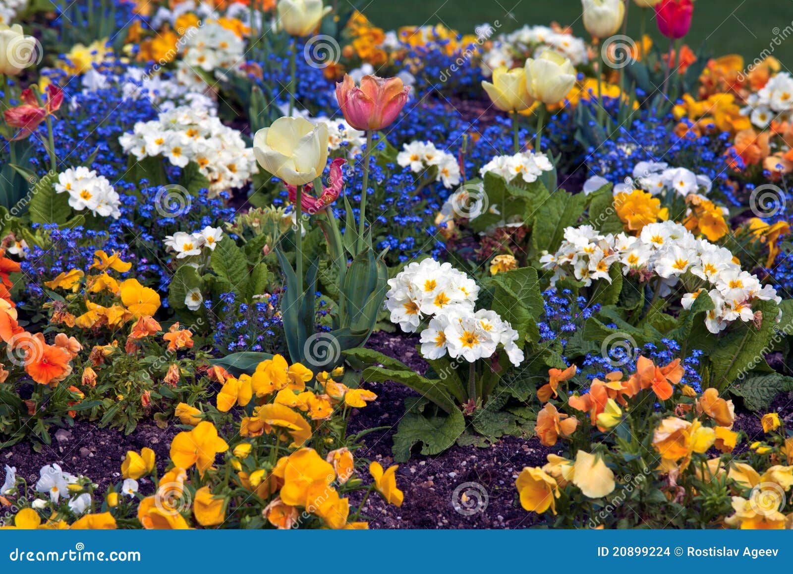 Multi-color Flowers Background Stock Photo - Image of flowers, sunlight ...