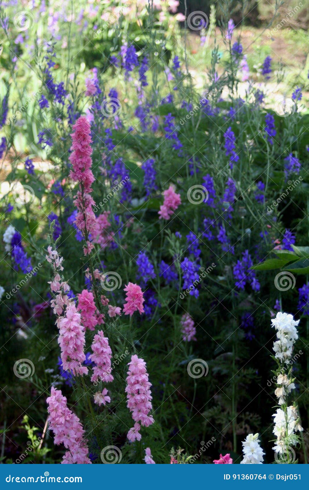 Multi-Color Flowers stock photo. Image of looking, botanical - 91360764