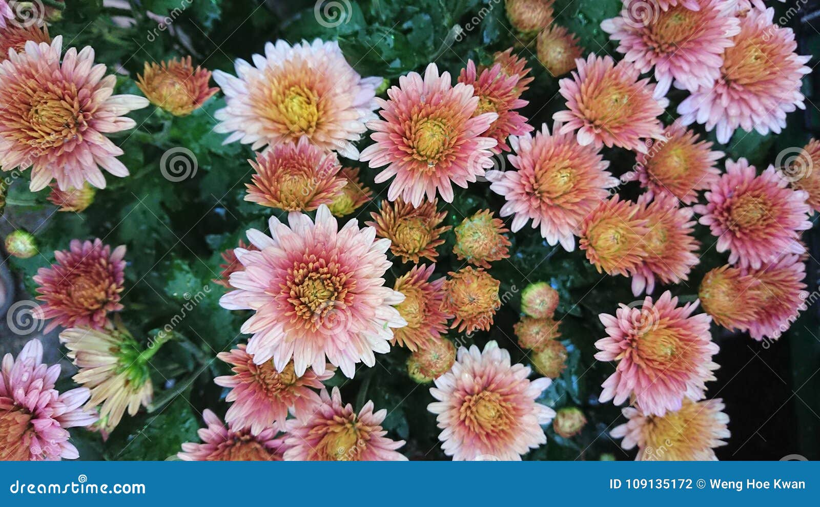 Multi-color flowers stock photo. Image of multicolor - 109135172