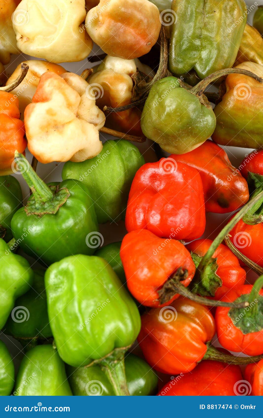 Multi color hot chilies stock photo. Image of pile, sauce - 8817474