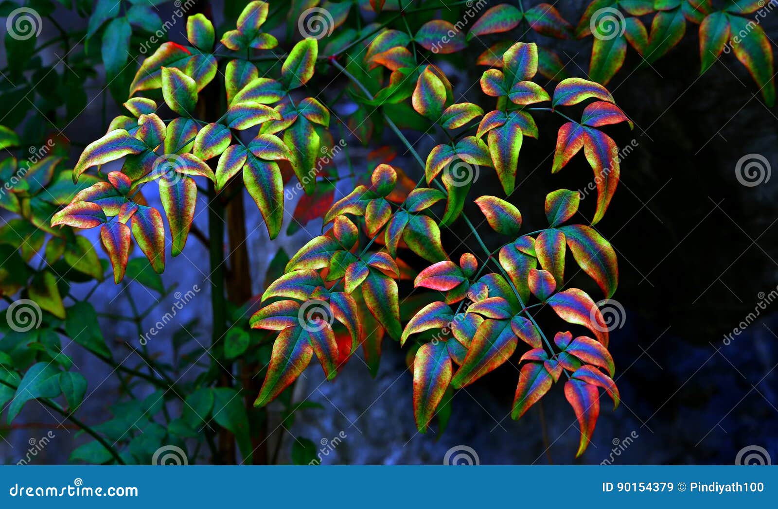 Multi color leaves pattern stock image. Image of garden - 90154379