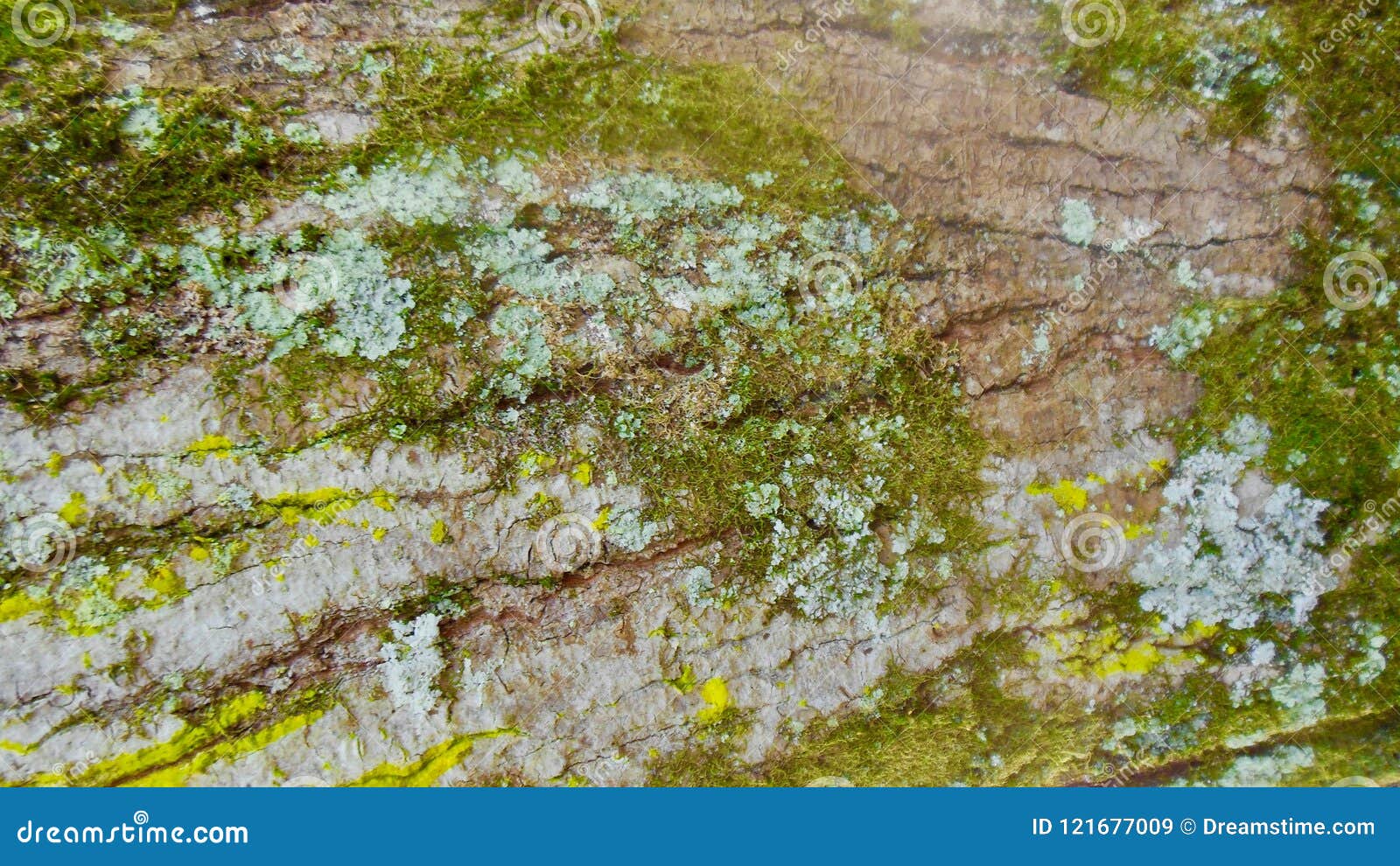 Multi color Moss on Tree stock image. Image of green - 121677009