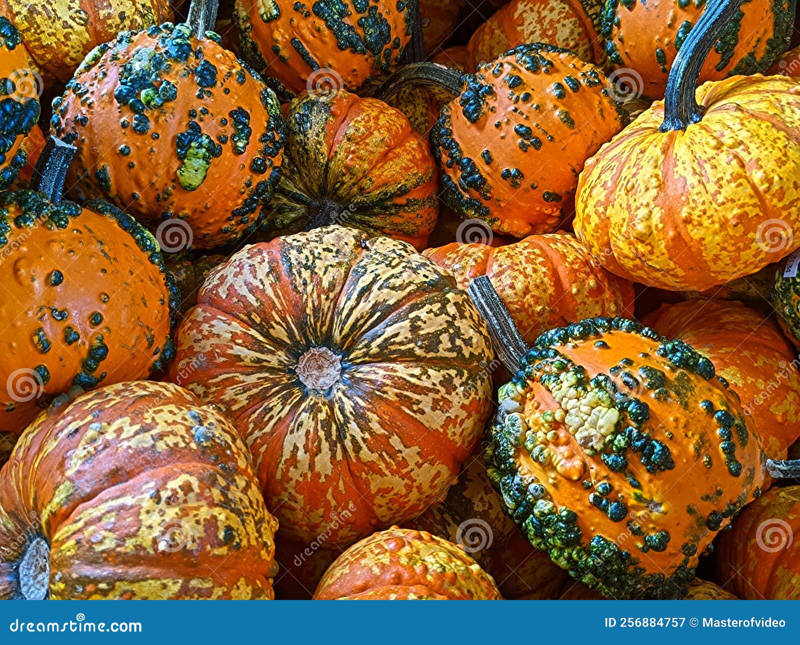 Multi Color Pumpkins with Bumps Stock Image - Image of holiday, october ...