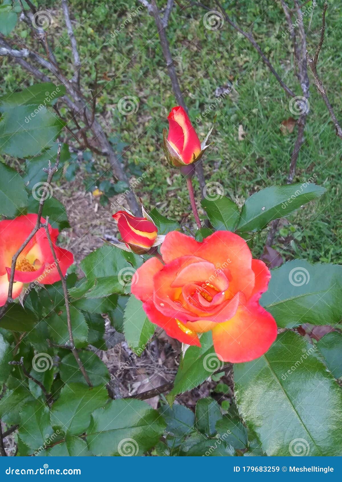 Multi-color rose bush stock image. Image of pink, leaves - 179683259