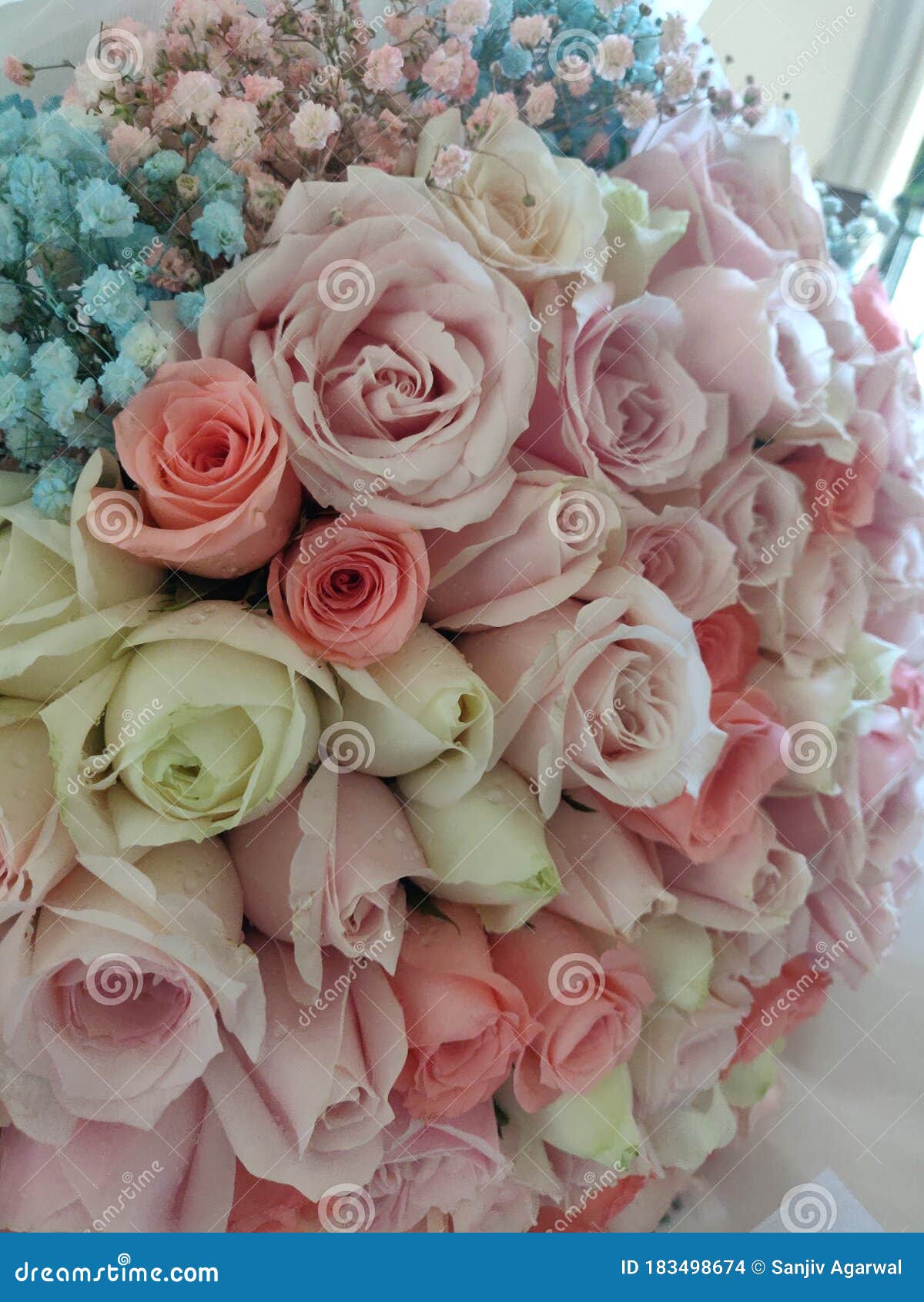 Multi Color Roses in a Bunch Stock Photo - Image of lilac, flower ...