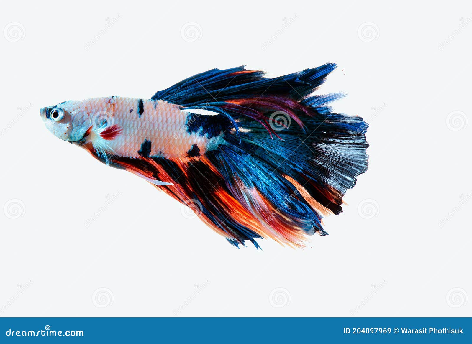 Blue Dragon Fish