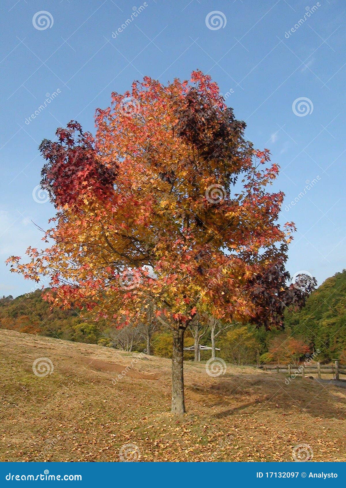 Multi-color Tree stock image. Image of tree, safari, park - 17132097