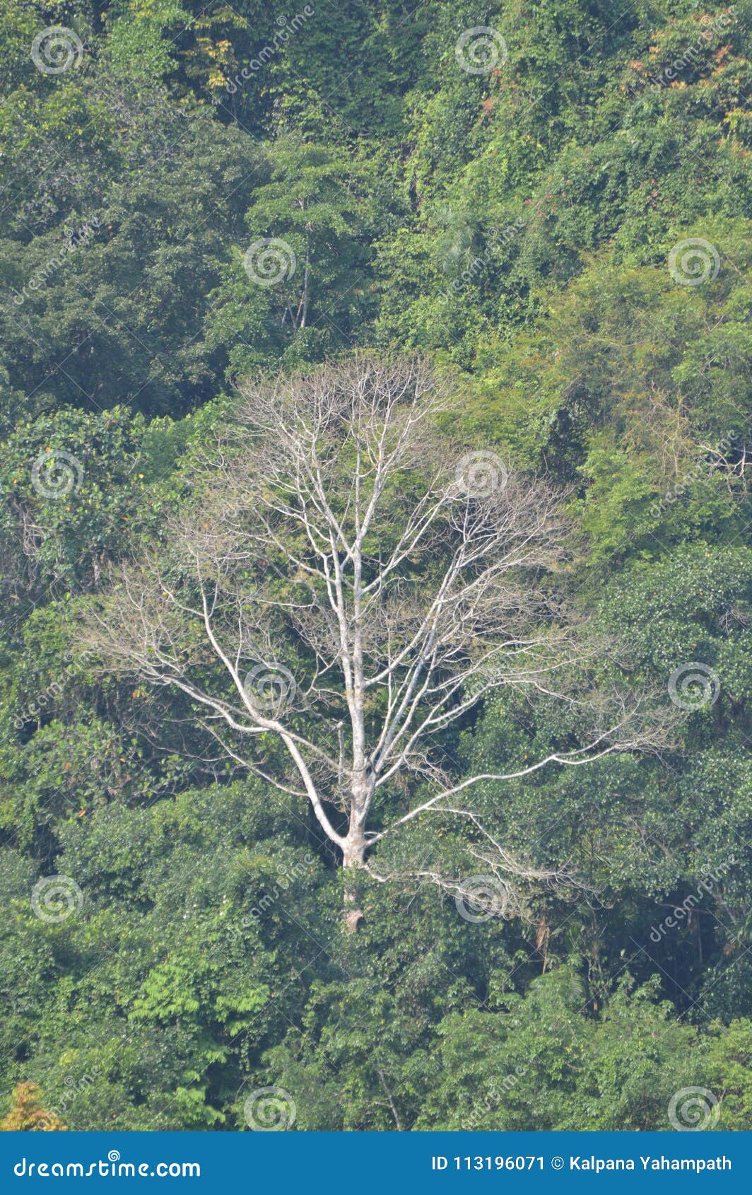 Nuwea Stock Photos - Free & Royalty-Free Stock Photos from Dreamstime