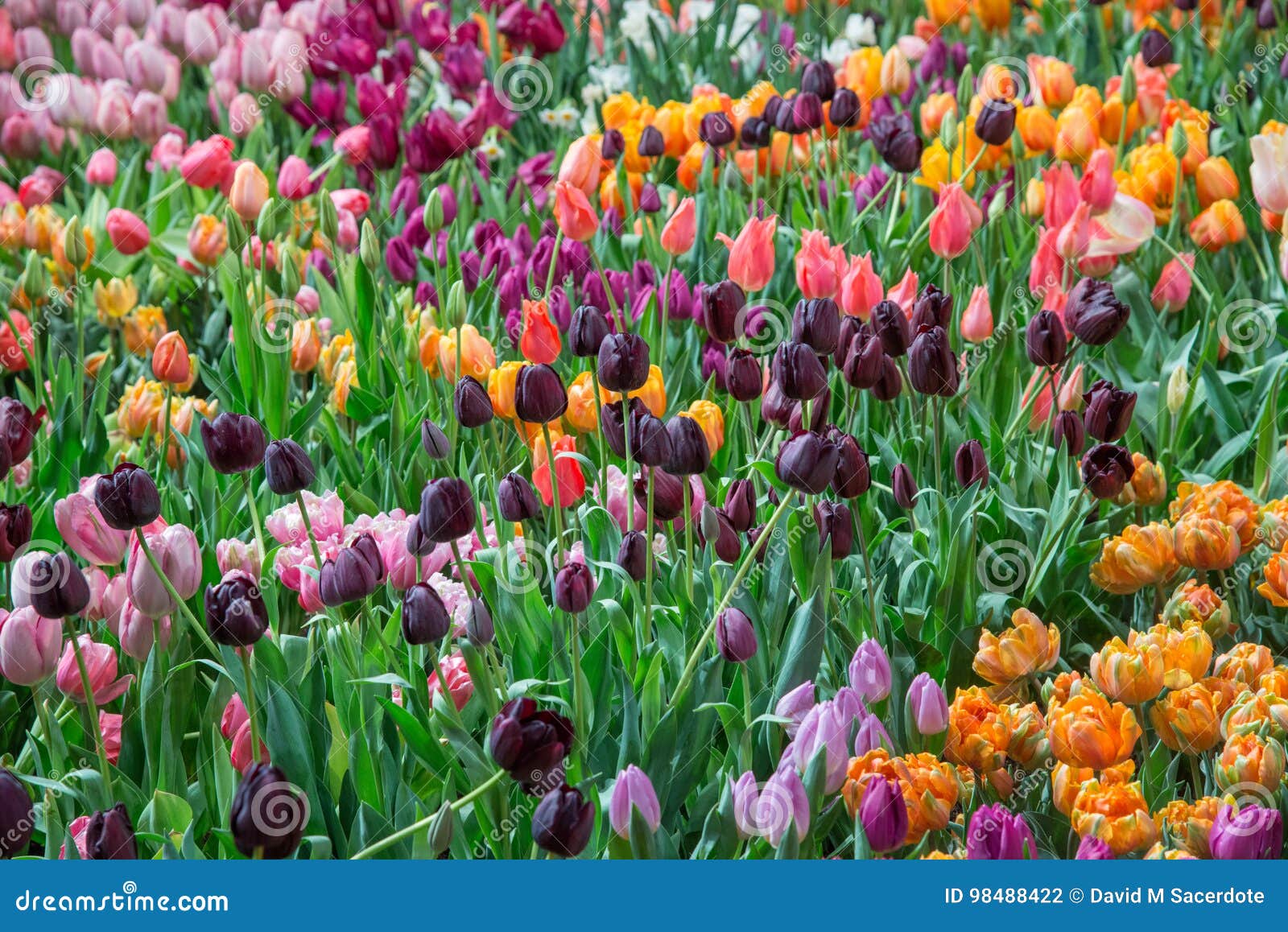 Multi color tulips stock photo. Image of bloom, display - 98488422