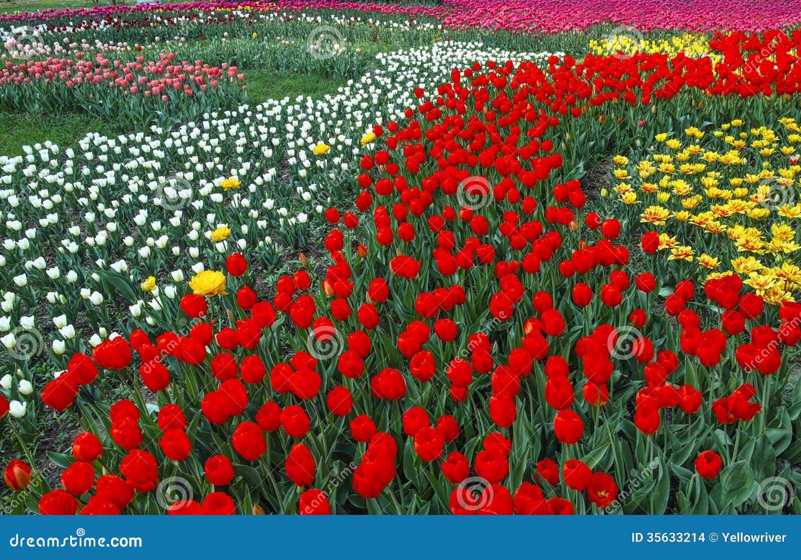 Multi color tulips stock photo. Image of nature, sunny - 35633214