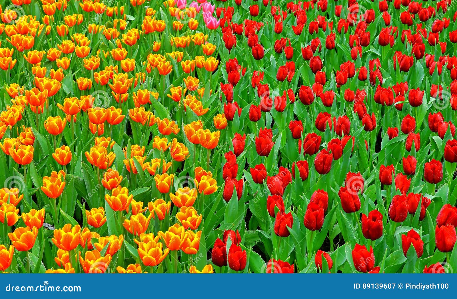 Multi Color Tulips in Garden Stock Image - Image of colorful, orange ...