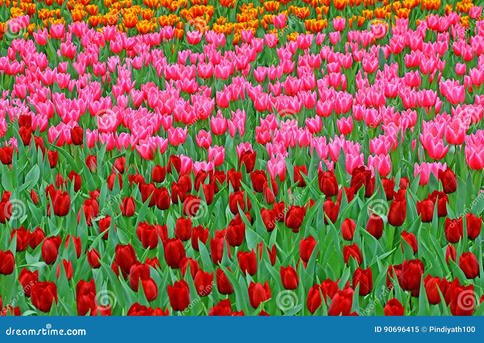 Multi Color Tulips in Garden Stock Image - Image of nature, blossom ...