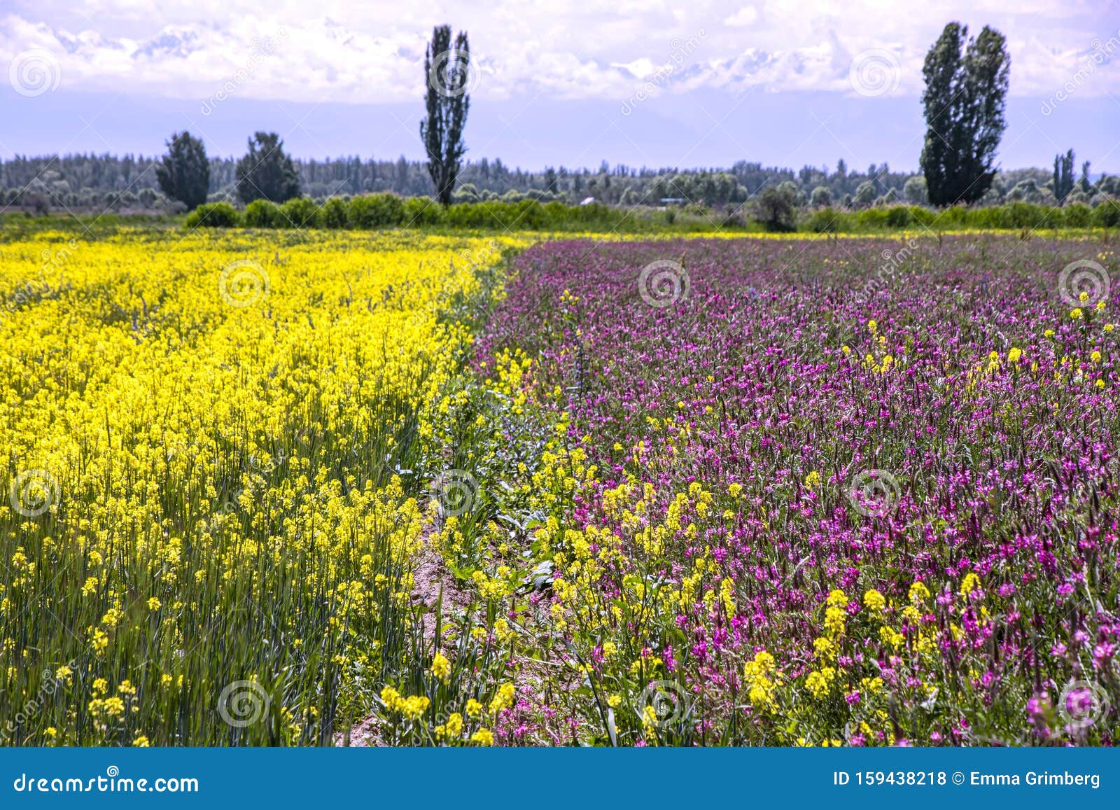 Multi-colored Agricultural Fields and a Dividing Strip of Trees Against ...