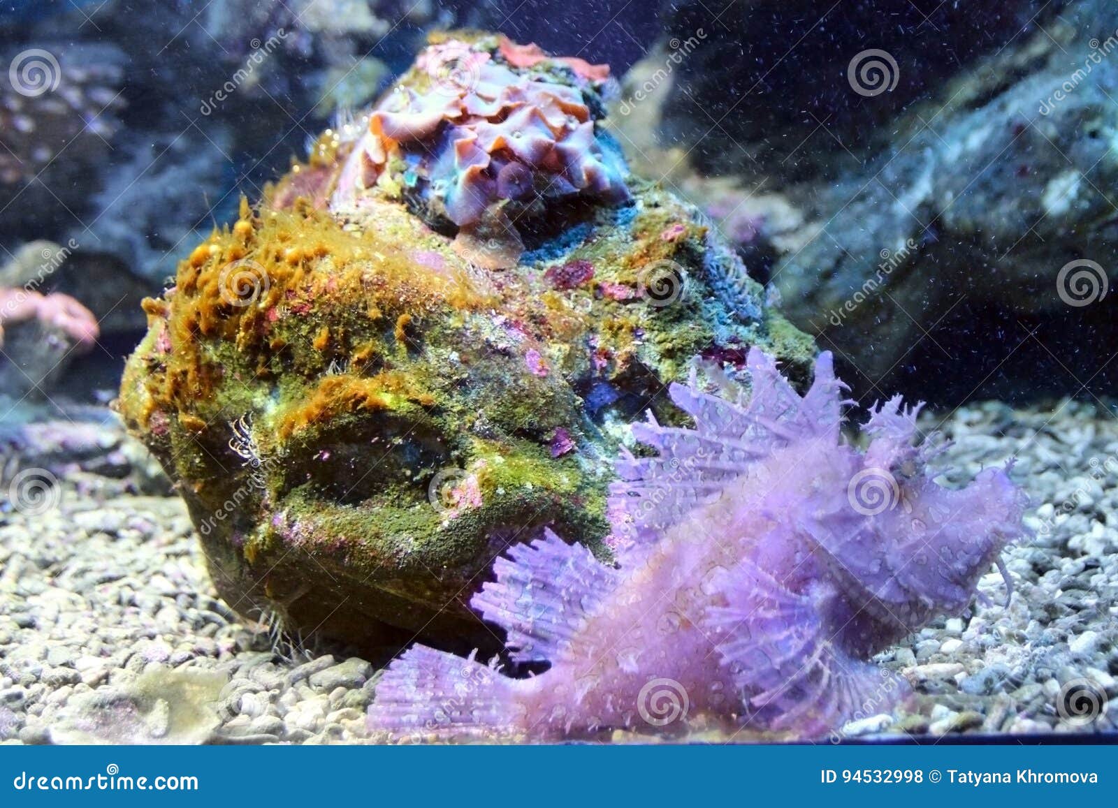 Multi-colored algae stock photo. Image of fish, ocean - 94532998