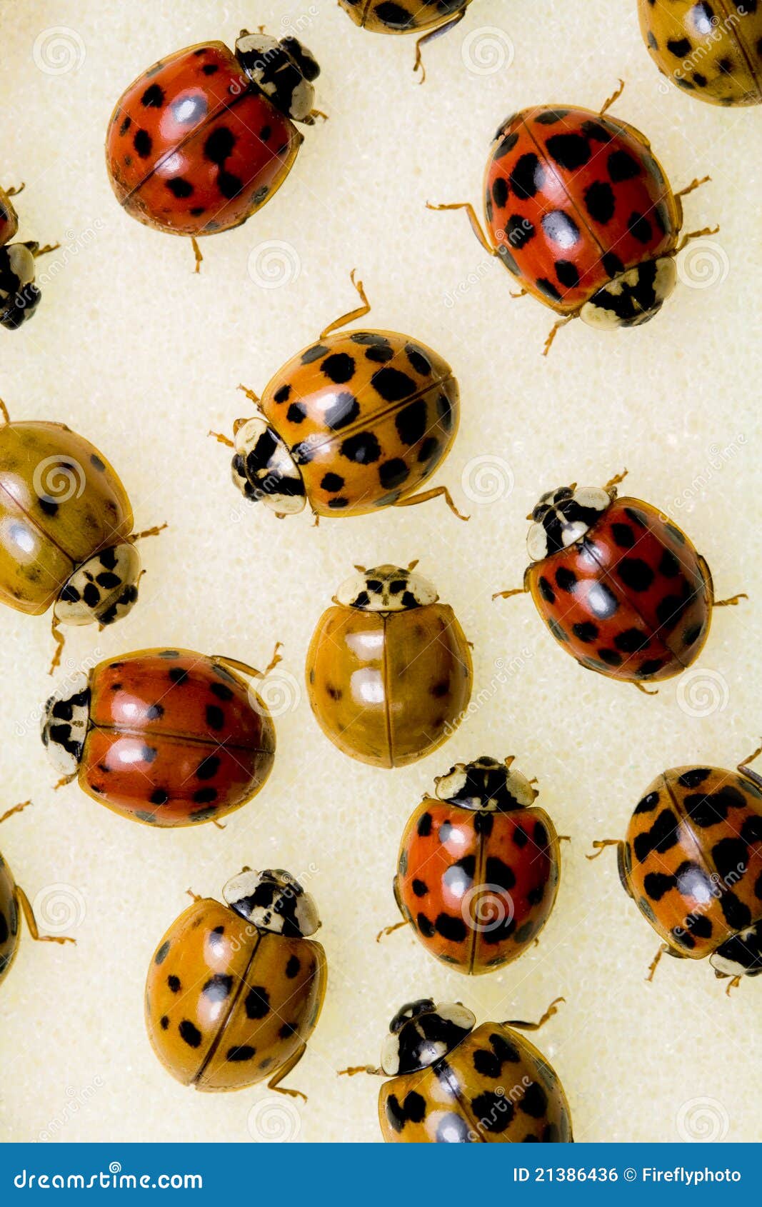 Multi-colored Asian Lady Beetles Stock Photo - Image of white, species ...