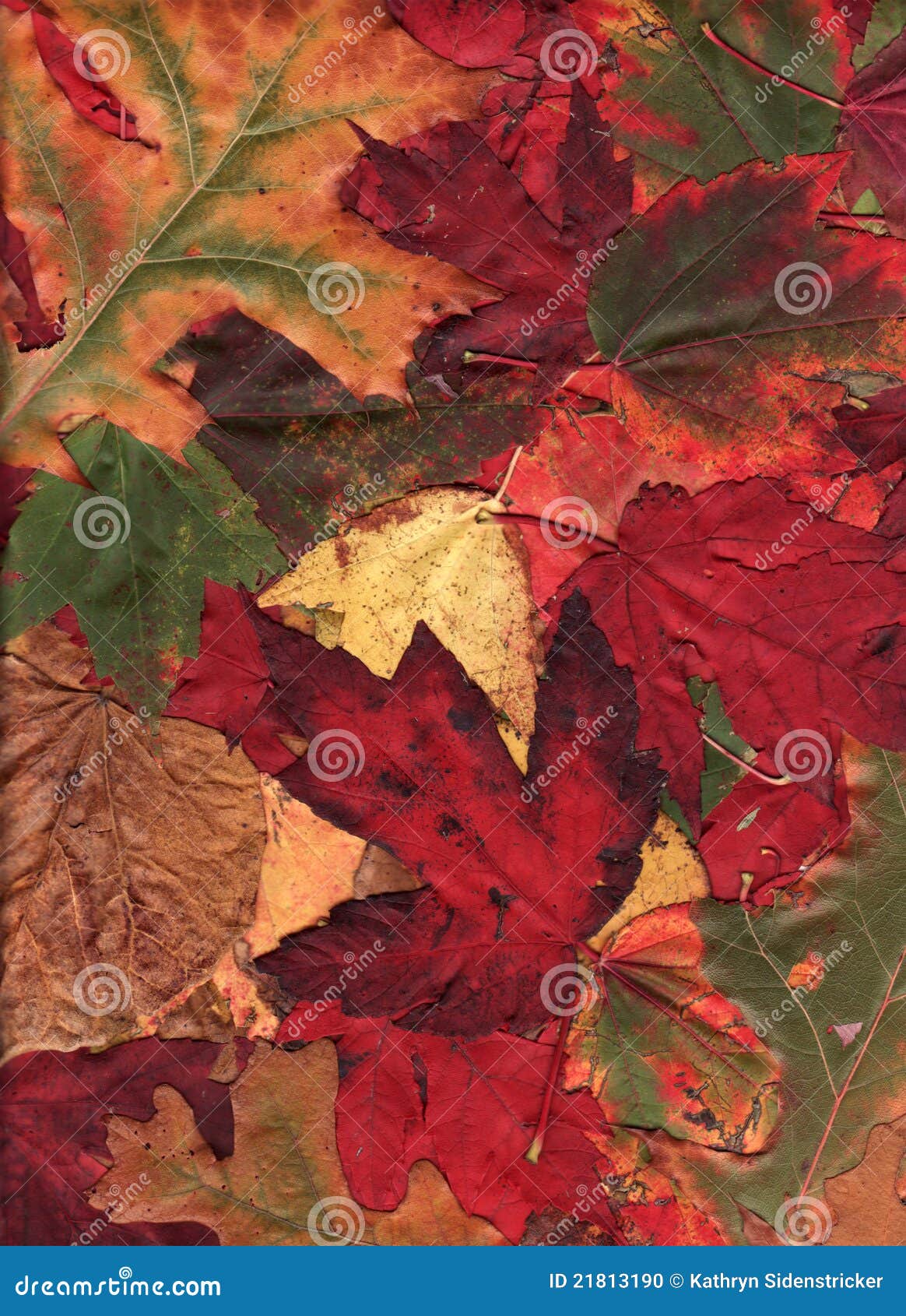 Multi Colored Autumn Leaves Stock Photo - Image of redbud, autumn: 21813190