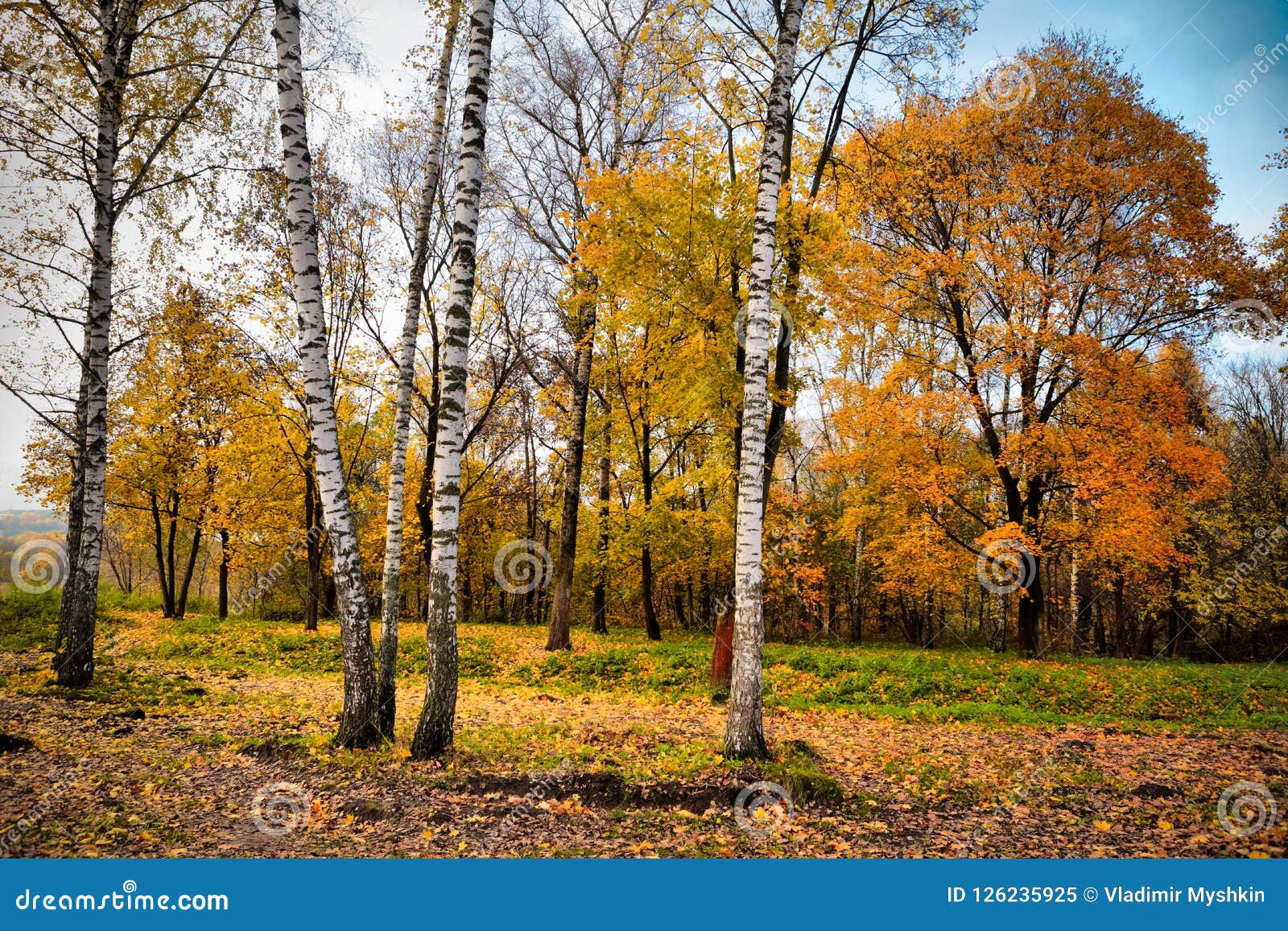 Multicolor Autunm Leaves on the Trees Stock Image - Image of foliage ...