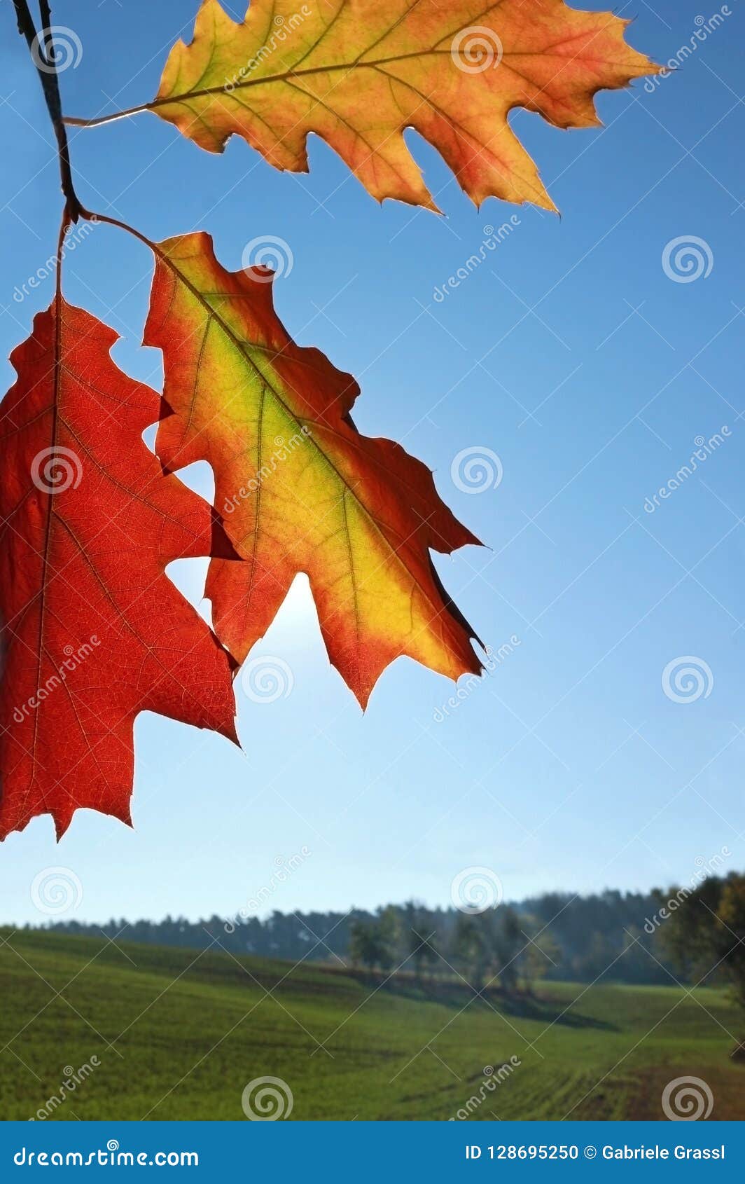 Multi Colored Autumn Leaves in Front of the Sky and a Green Lan Stock ...