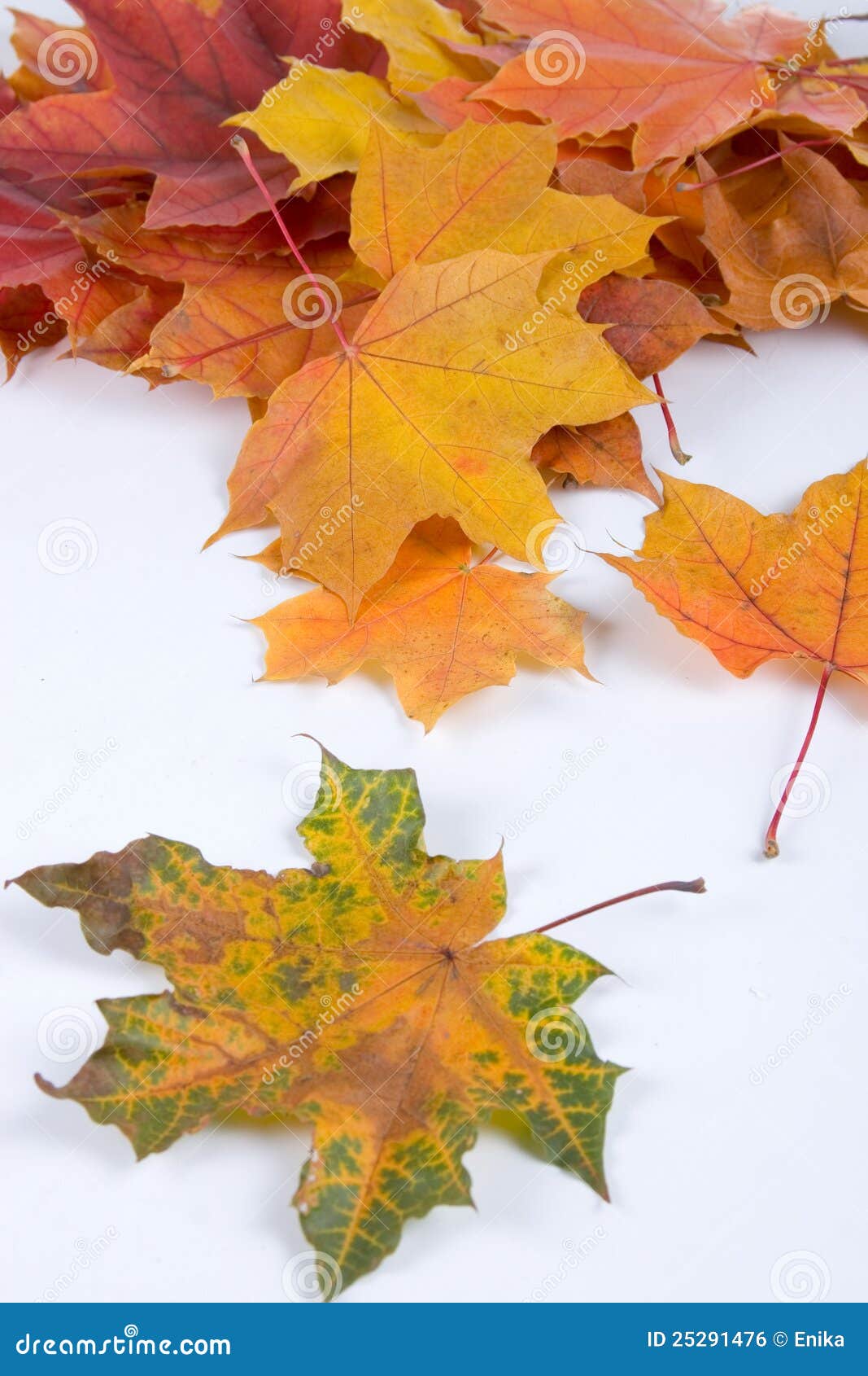 Multi-colored Autumn Maple Leaves Stock Photo - Image of leaves, brown ...