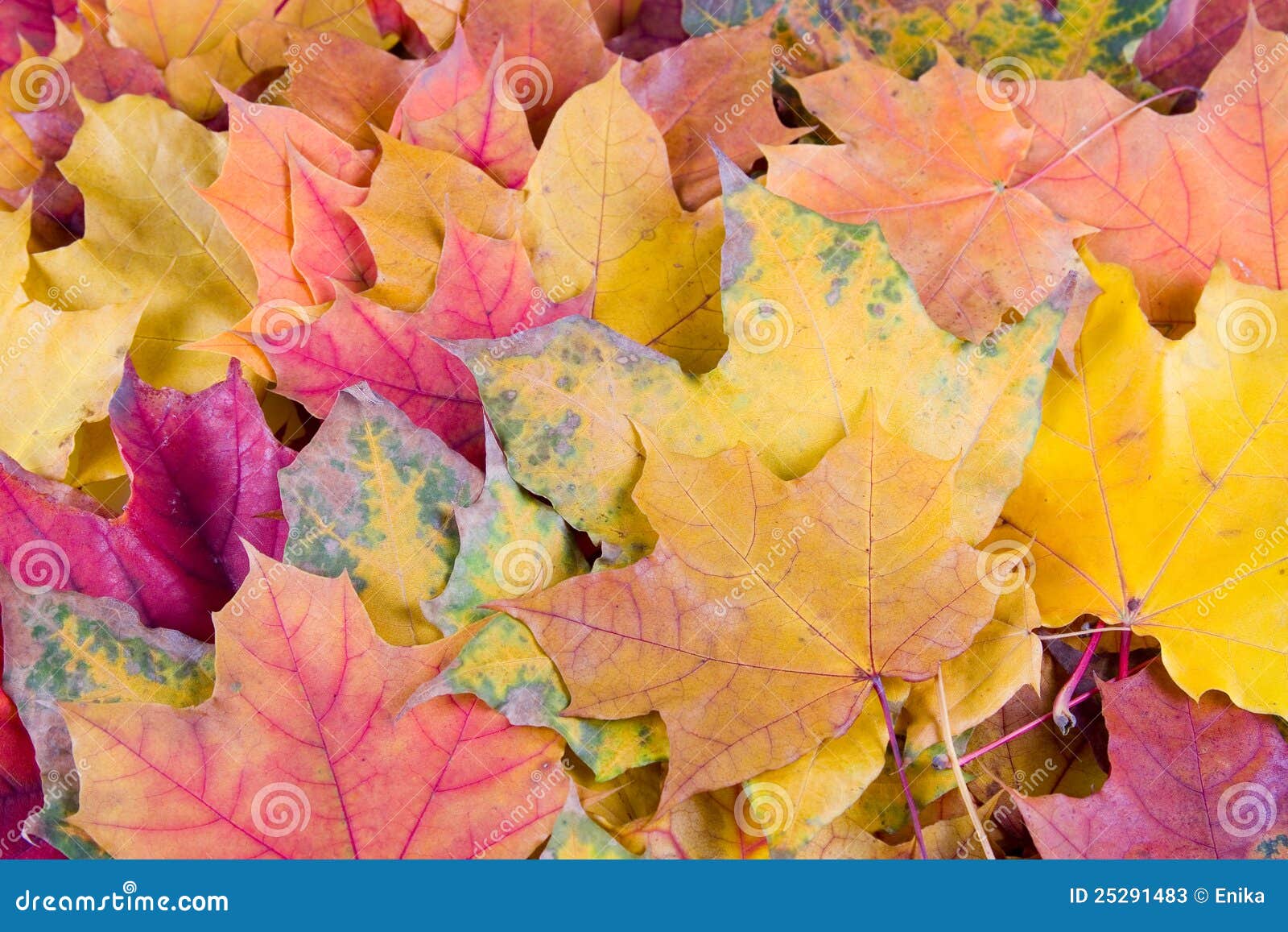 Multi-colored Autumn Maple Leaves Stock Image - Image of studio, green ...
