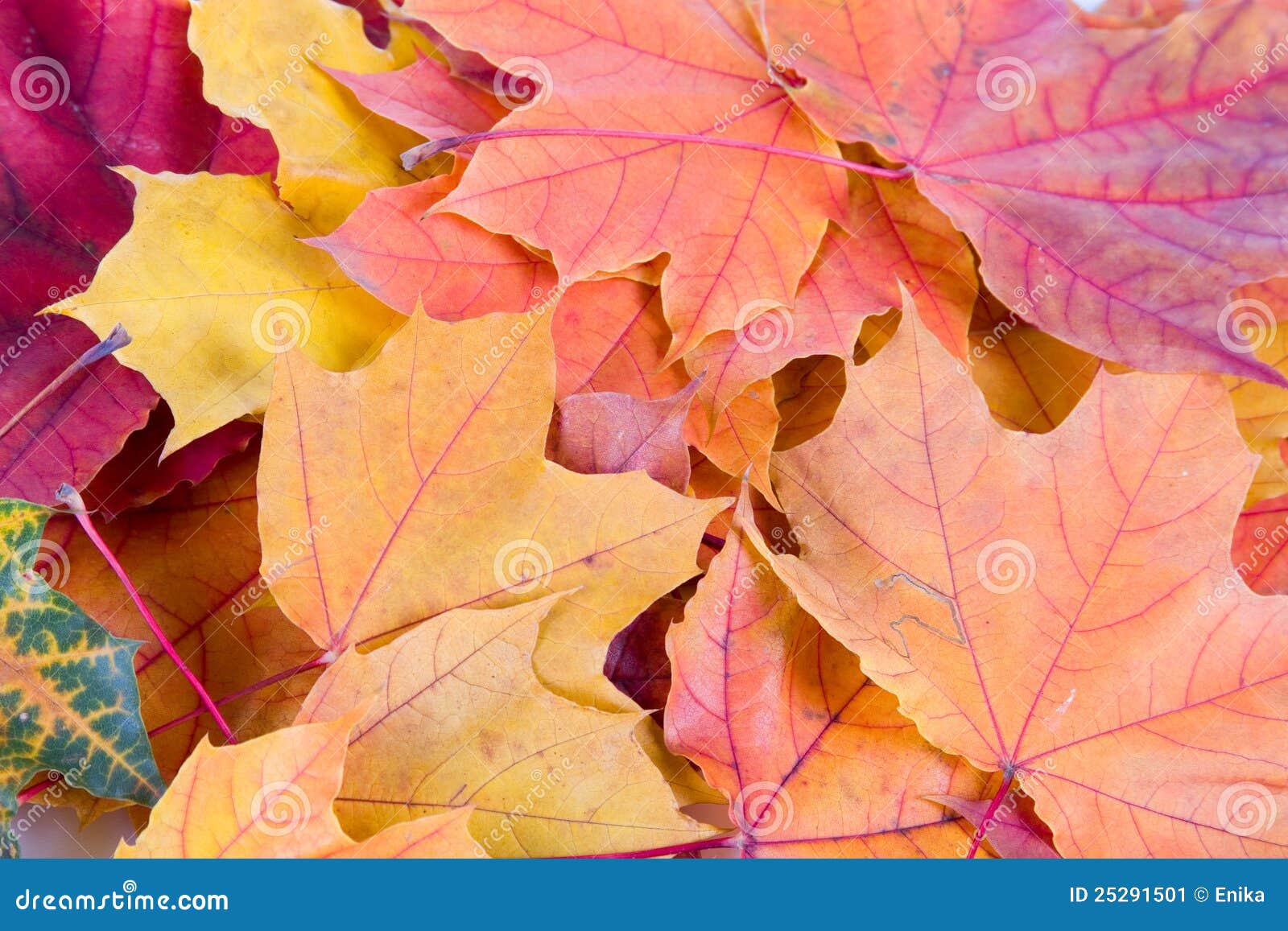 Multi-colored Autumn Maple Leaves Stock Image - Image of fall, maple ...