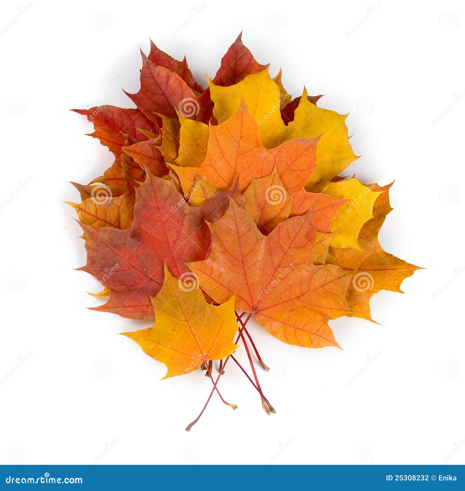 Multi-colored Autumn Maple Leaves Stock Photo - Image of plant, season ...