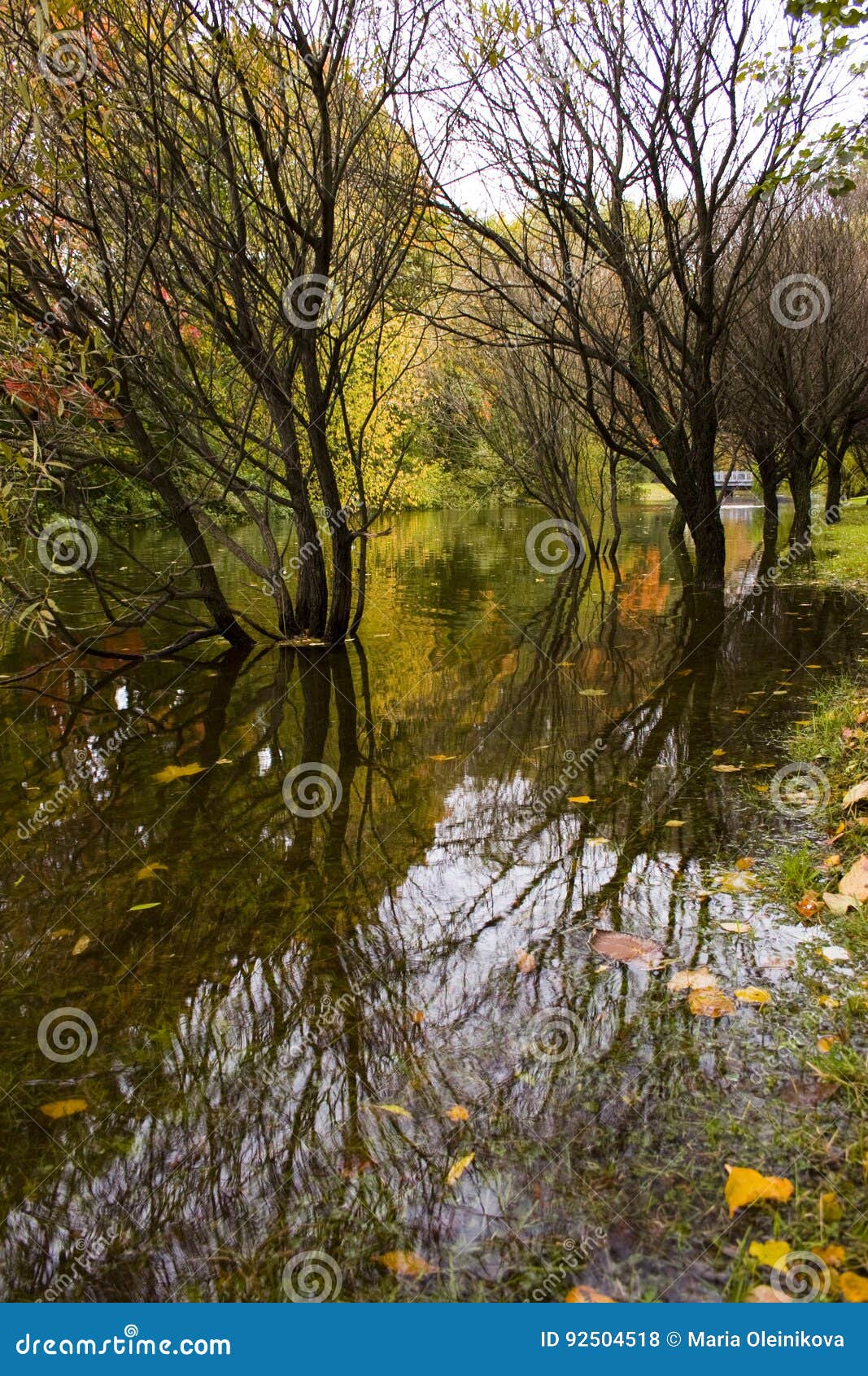 Multi-colored Autumn Trees Reflected in Water Stock Photo - Image of ...