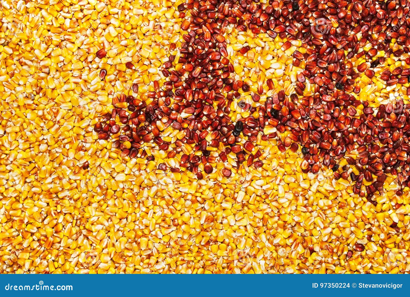 Multi-colored Background of Corn Maize Seed Stock Photo - Image of ...