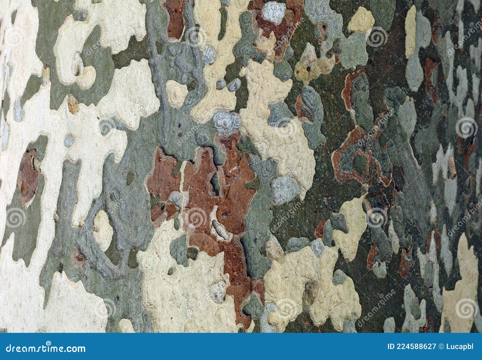 Multi Colored Bark of the Plane Tree. Stock Image - Image of peeling ...