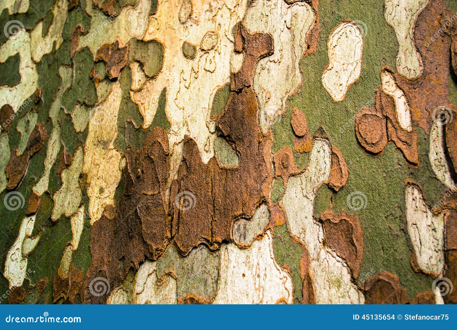 Multi Colored Bark of a Tree Outdoor Stock Photo - Image of bark ...
