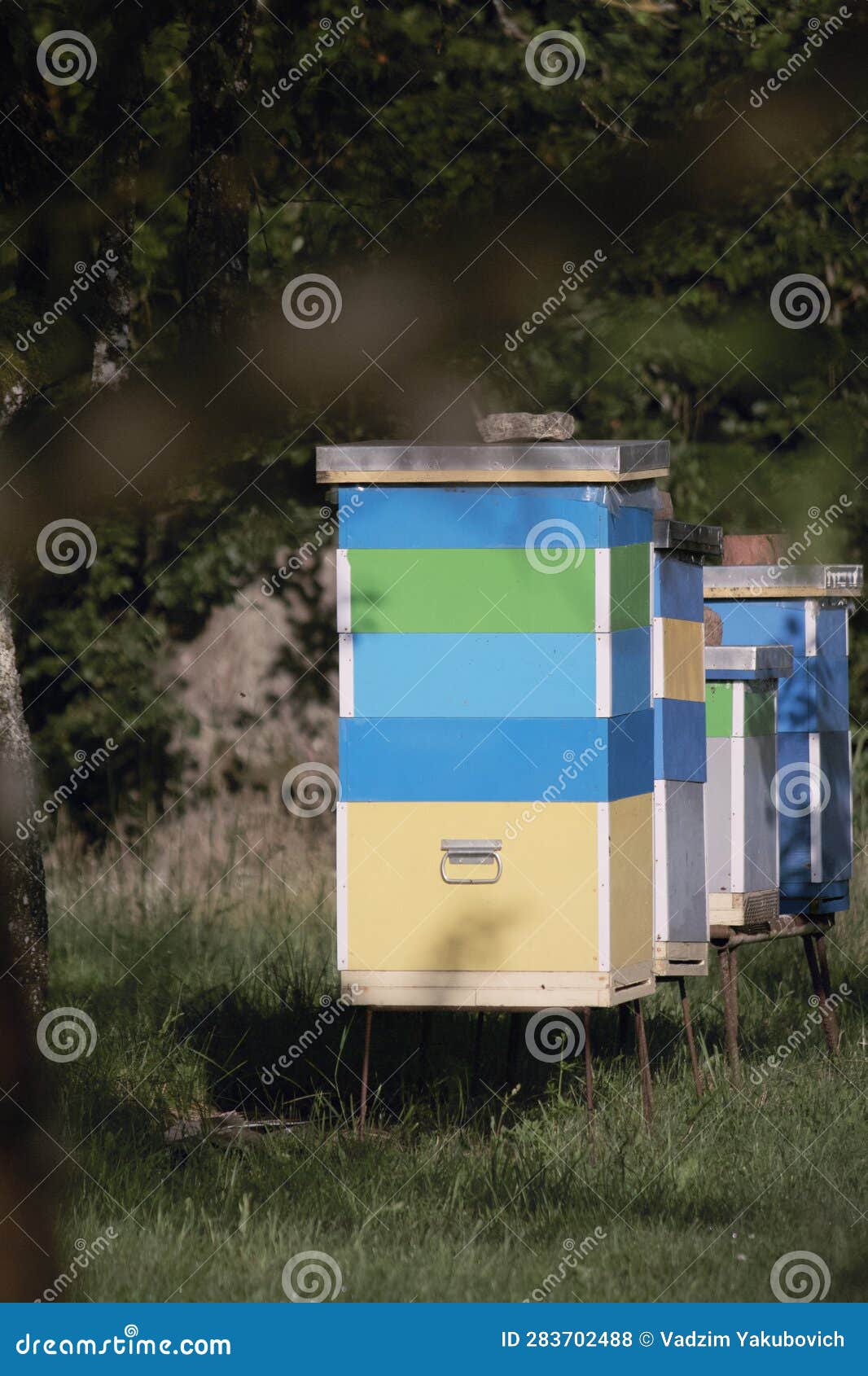 Multi-colored Bee Hives. Stand in Rows in a Village Garden Stock Photo ...