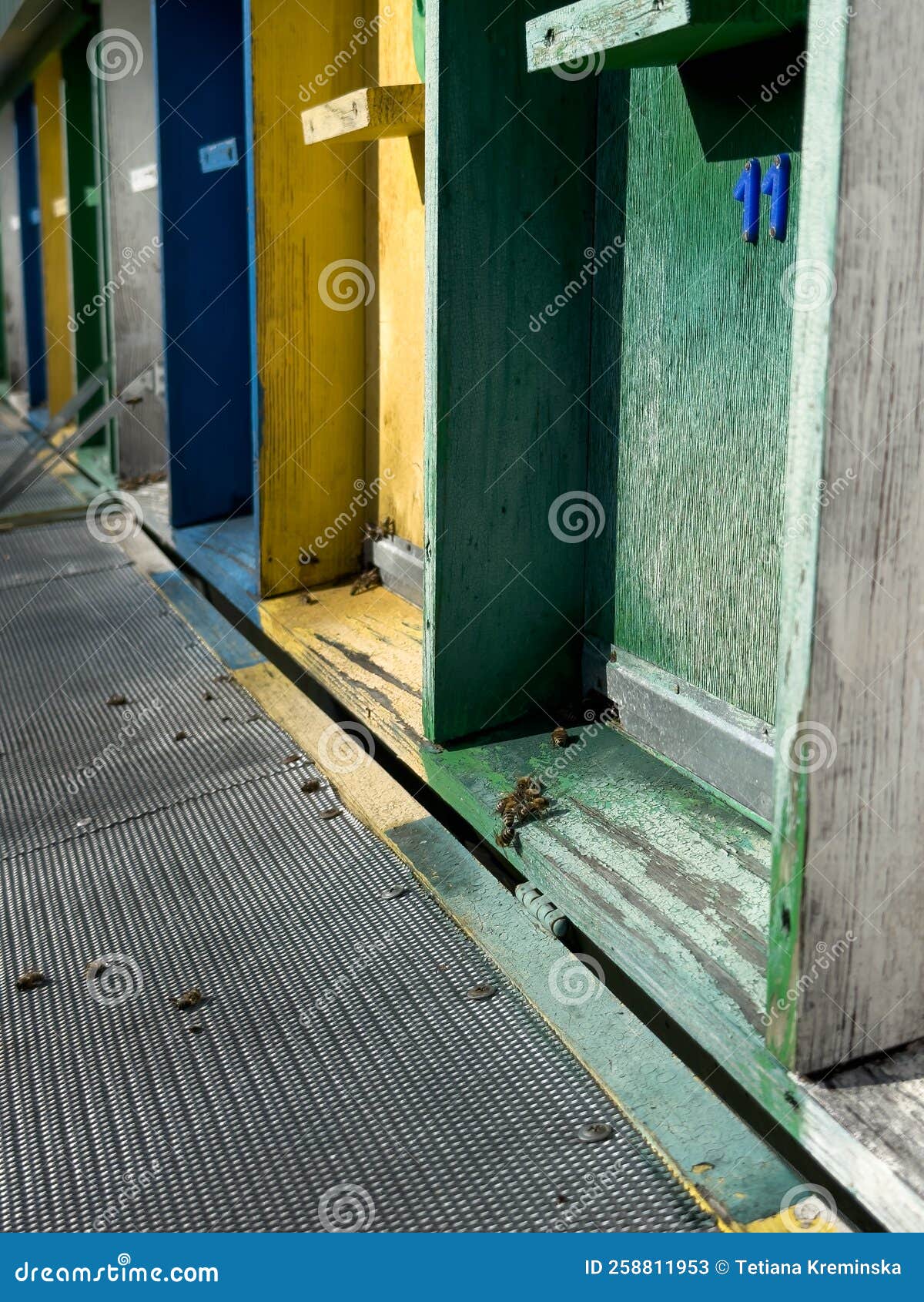 Multi-colored Bee Hives on a Trailer. Mobile Apiary. Stock Image ...