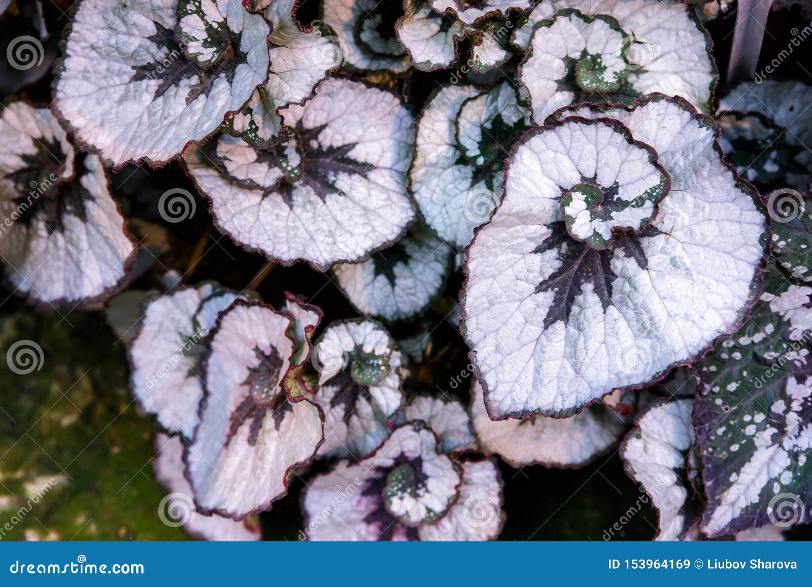 Multi-colored Begonia Leaves of Different Types Stock Image - Image of ... Multi-colored Begonia Leaves of Different Types Stock Image - Image of ...