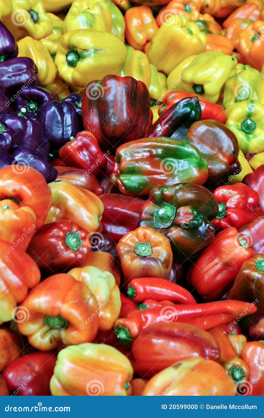 Multi-colored Bell Peppers stock photo. Image of agriculture - 20599000